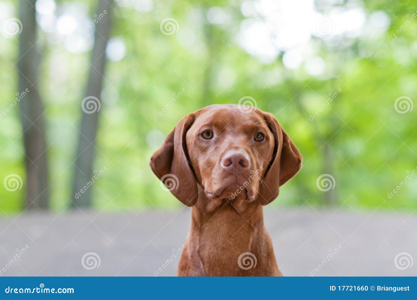Vizsla Dog (Hungarian Pointer) Portrait Stock Photo - Image of color ...