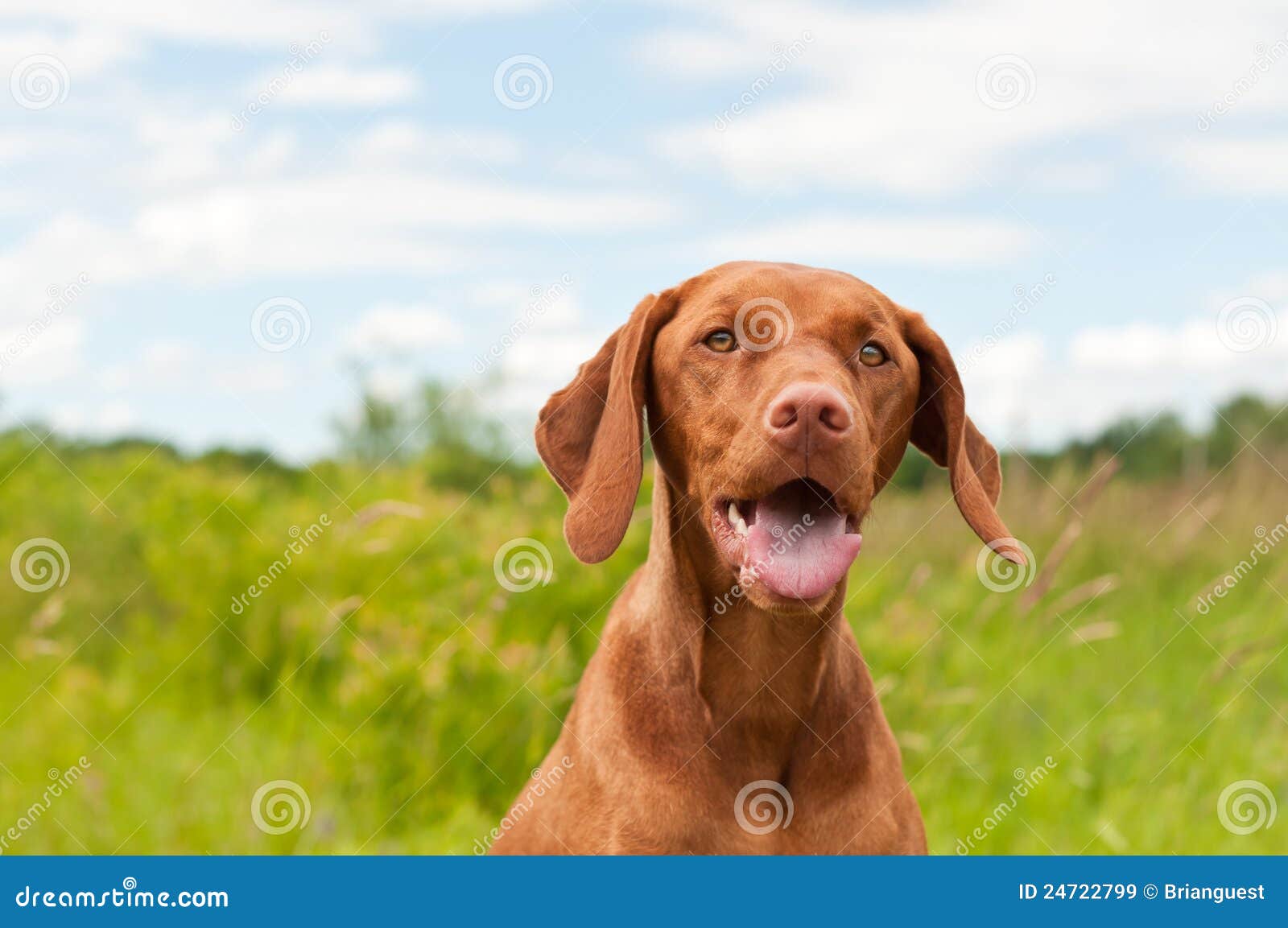 Vizsla Dog (Hungarian Pointer) Portrait Stock Image - Image of pointer ...