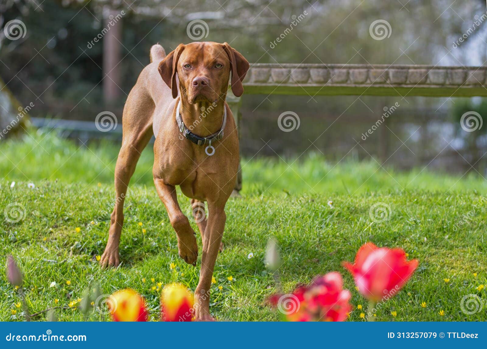 Vizsla Dog with a Pointer Pose Standing in Grass Stock Image - Image of ...