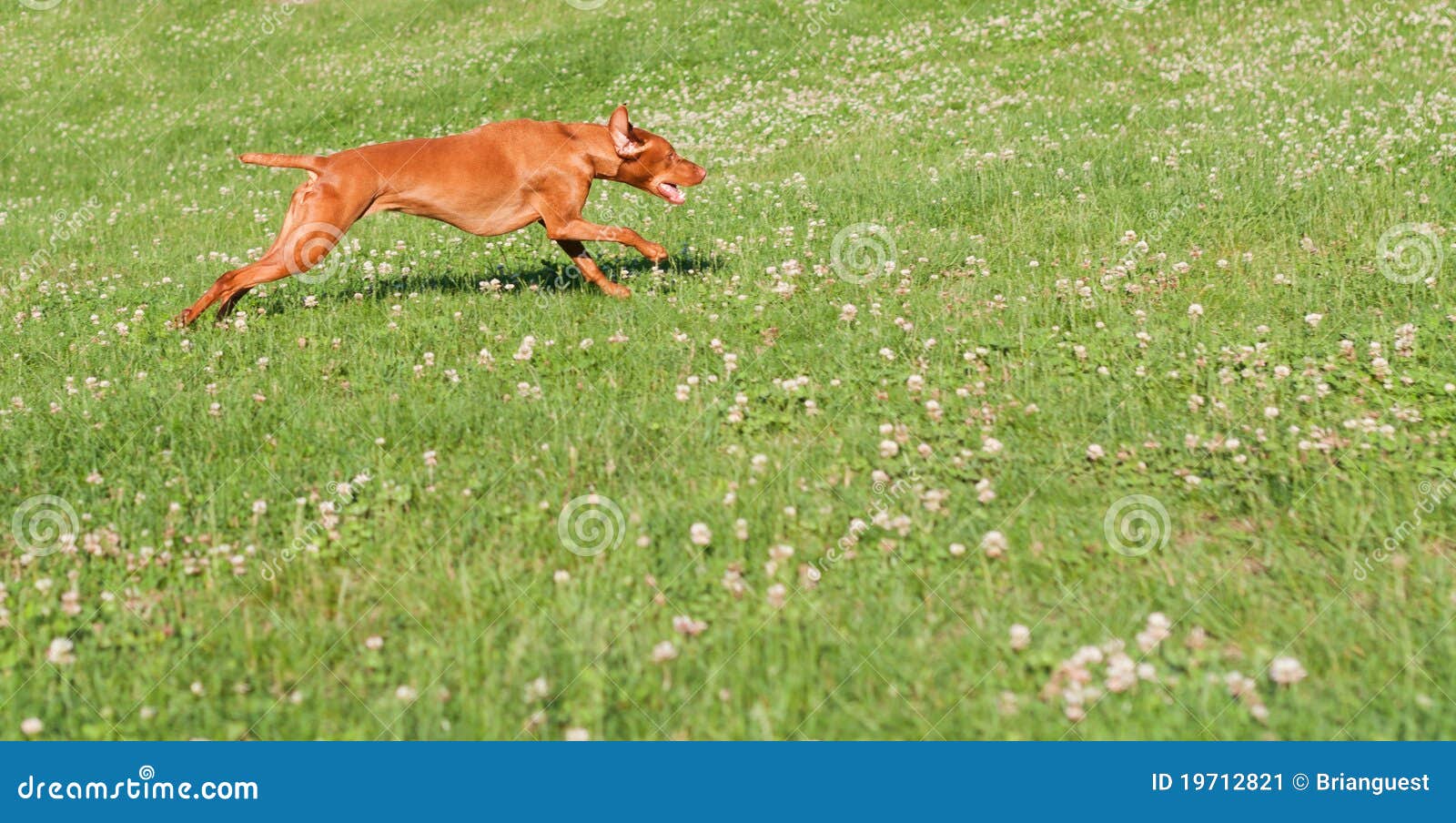 Vizsla Dog Running in the Grass Stock Image - Image of grass, pointer ...