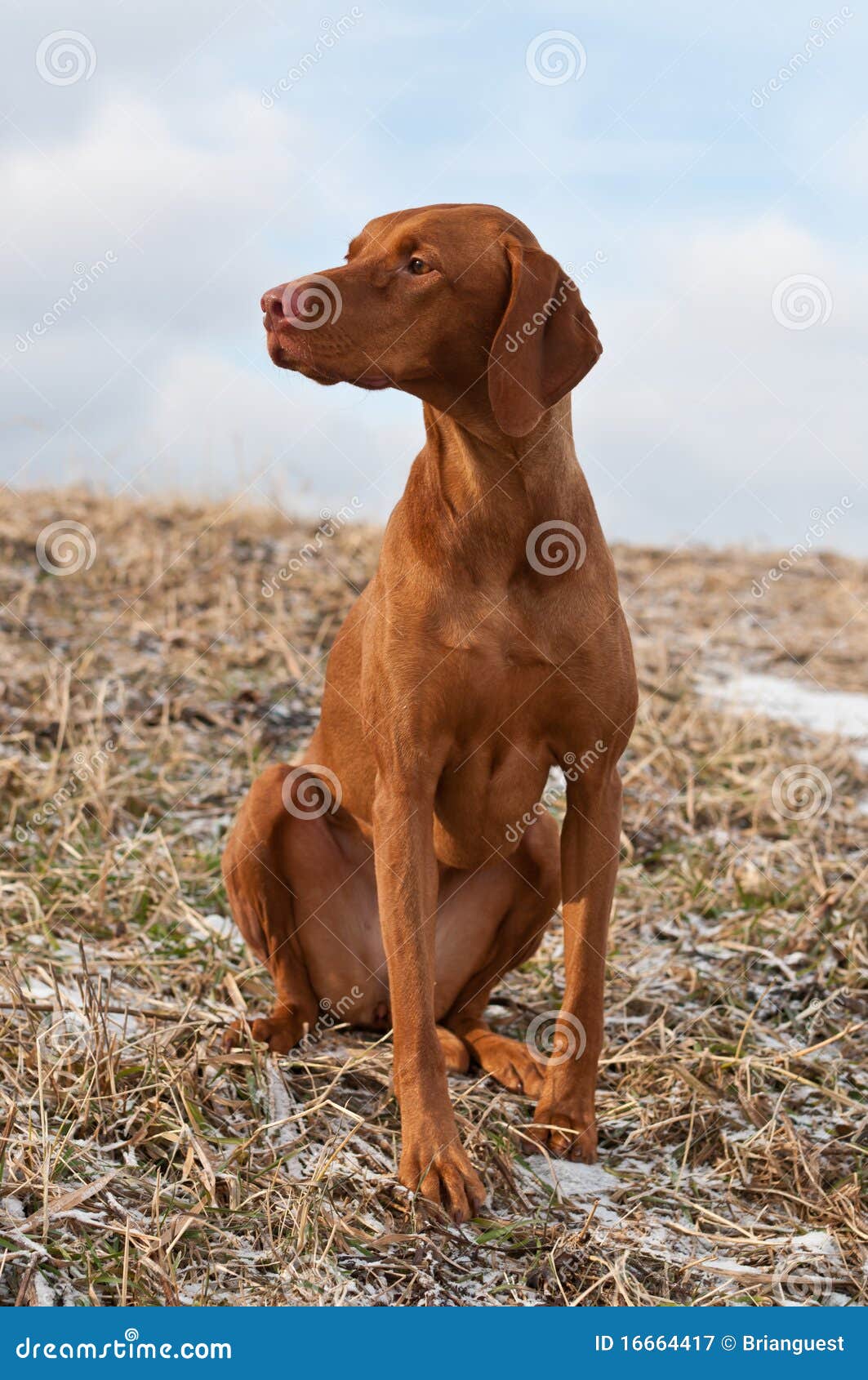 Vizsla Dog Sitting in a Snowy Field Stock Image - Image of magyar ...