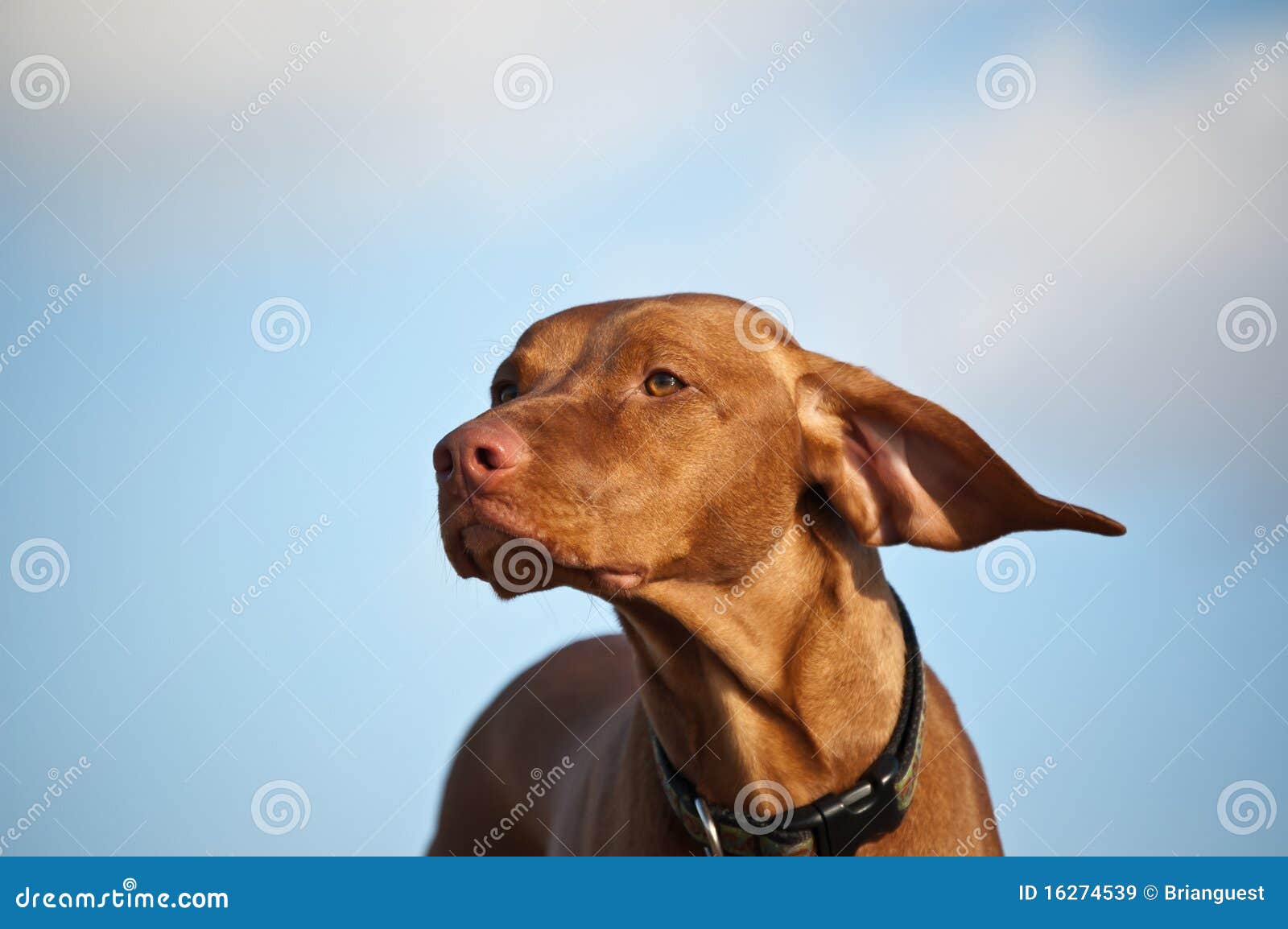 Vizsla Dog on a Windy Day stock image. Image of animal - 16274539