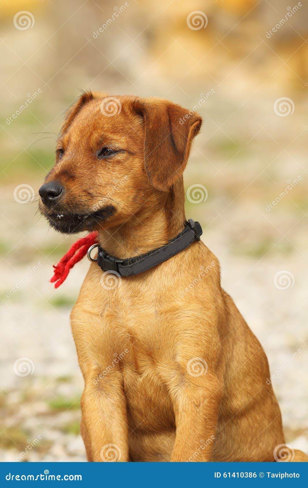 Vizsla gullig brun valp arkivfoto. Bild av hemhjälp, bebis - 61410386