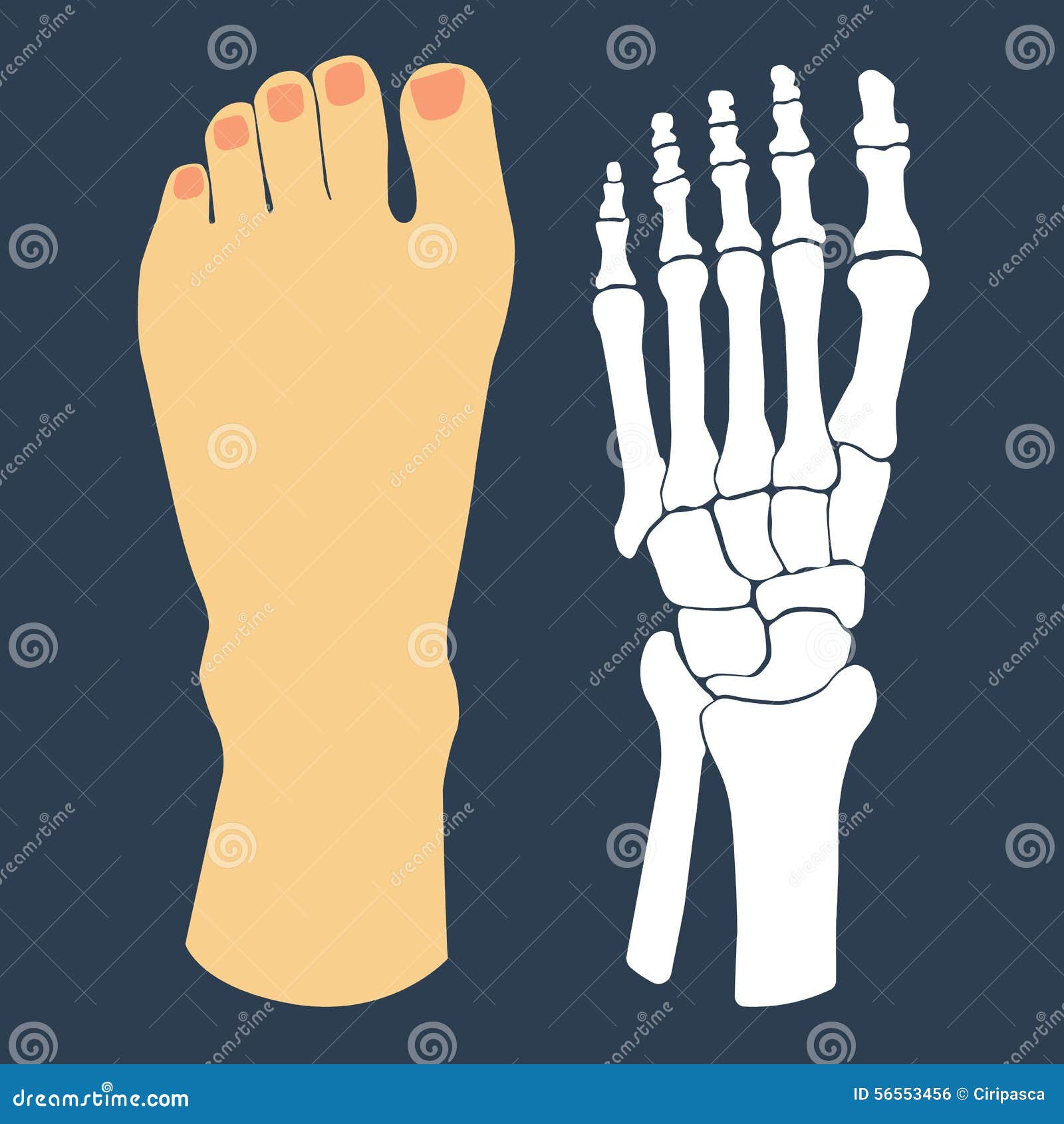 Vlak Ontwerp Van Voet En Skelet Vector Illustratie - Illustration of ...