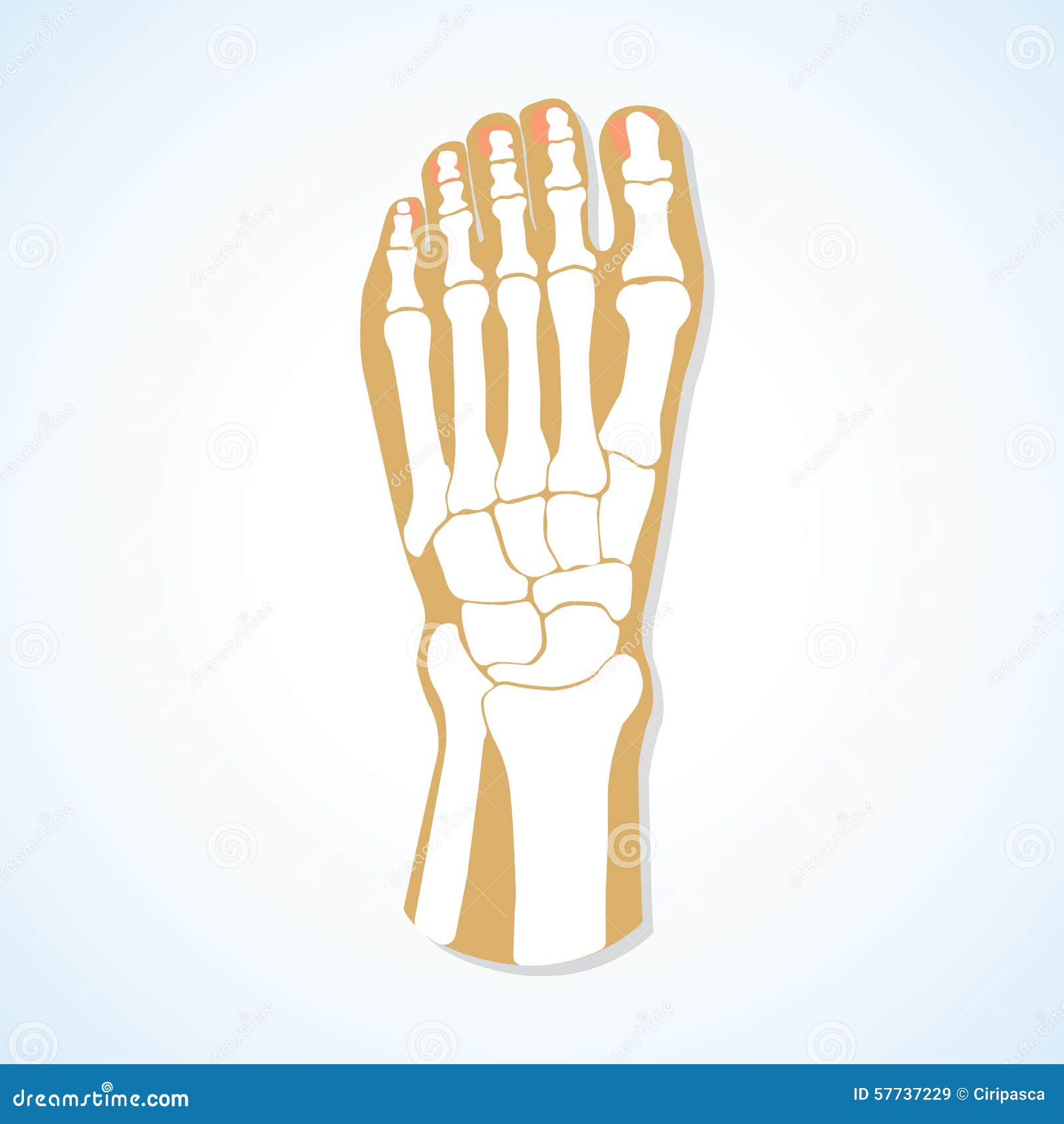 Vlak Ontwerp Van Voet En Skelet Vector Illustratie - Illustration of ...