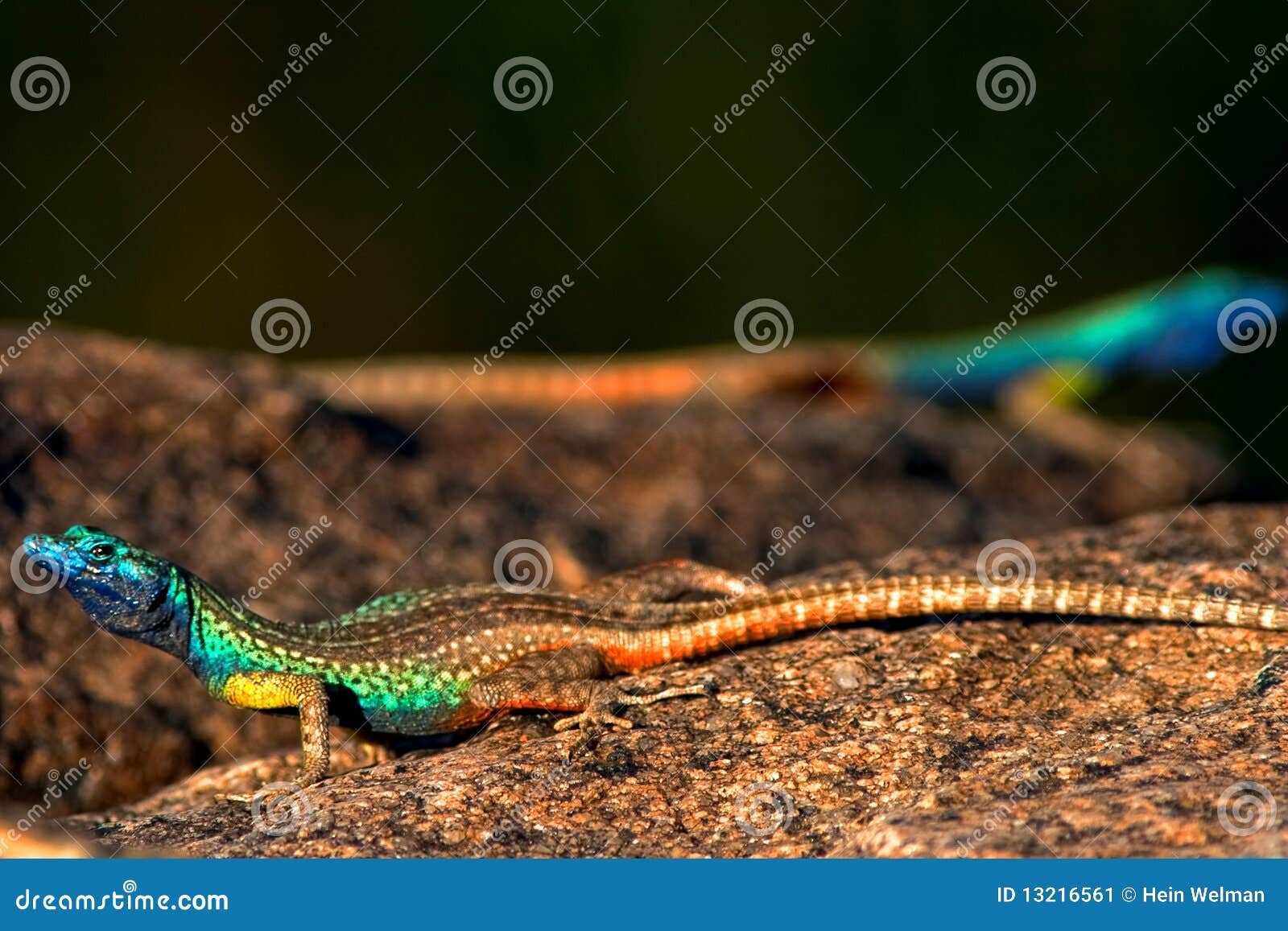 Vlakke Hagedissen stock afbeelding. Image of heet, zuiden - 13216561