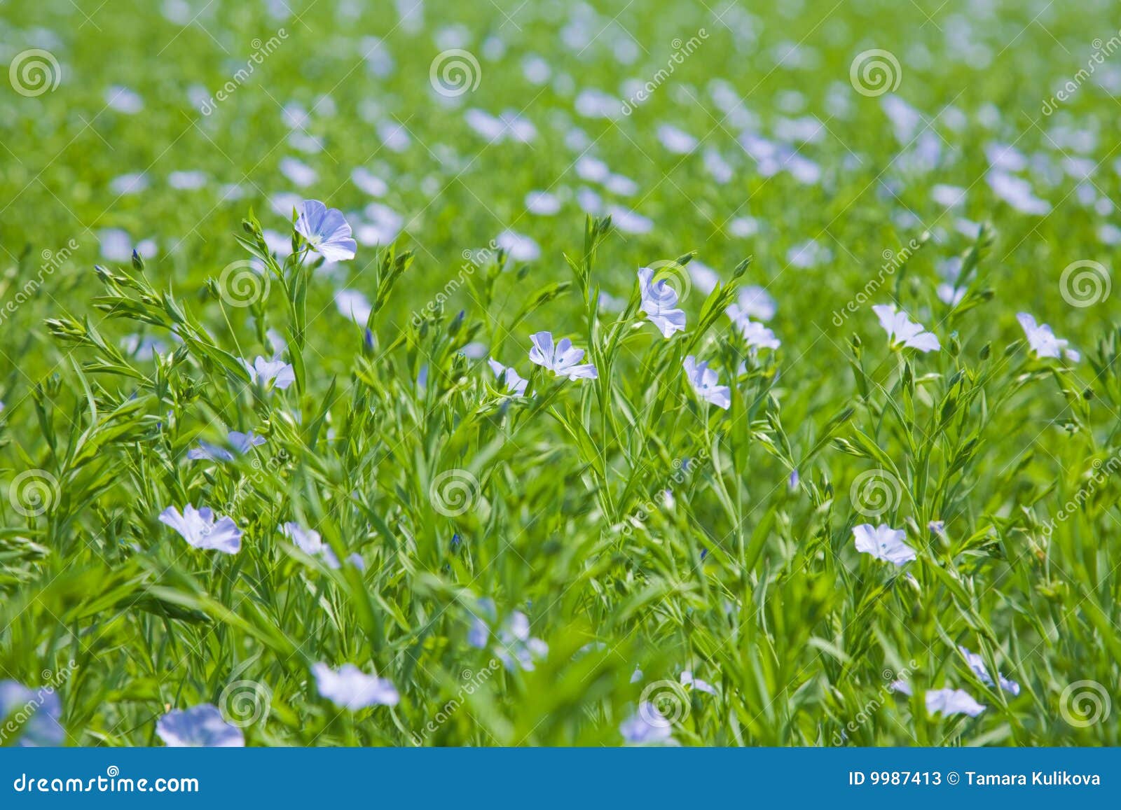 Vlas stock afbeelding. Image of productie, gebied, verwarmingspijp ...