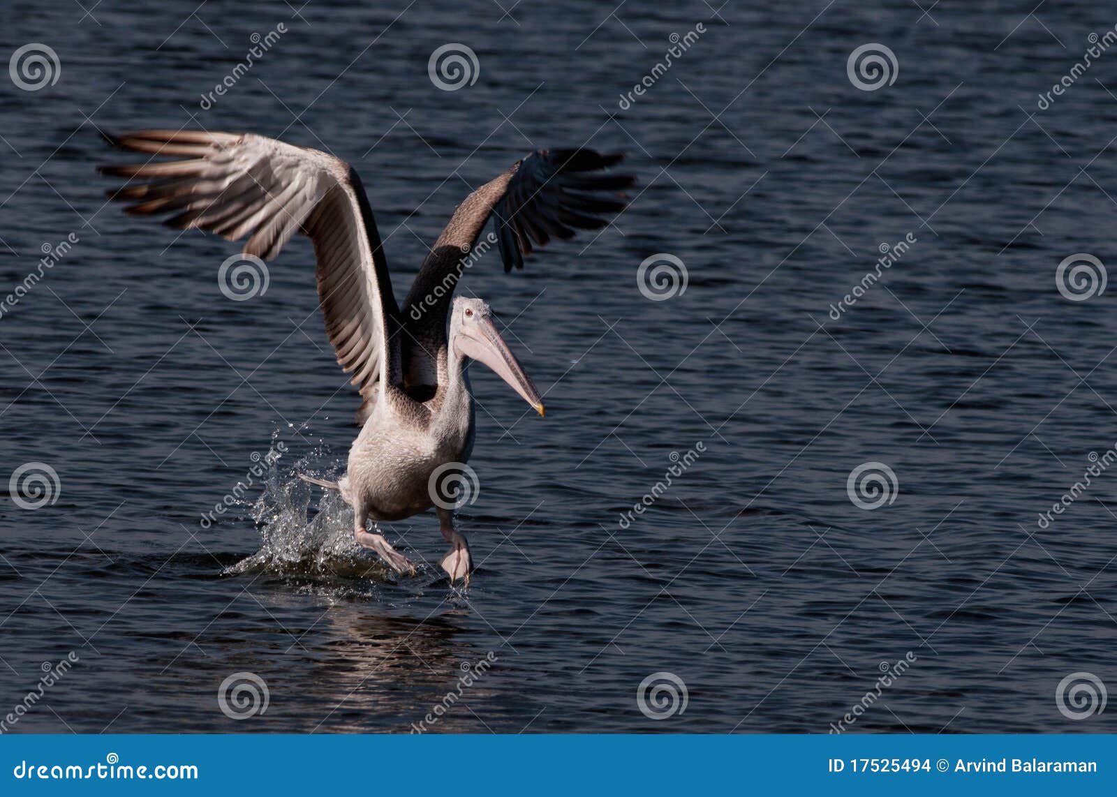 Vlek Gefactureerde Pelikaan Stock Foto - Image of chili, dier: 17525494
