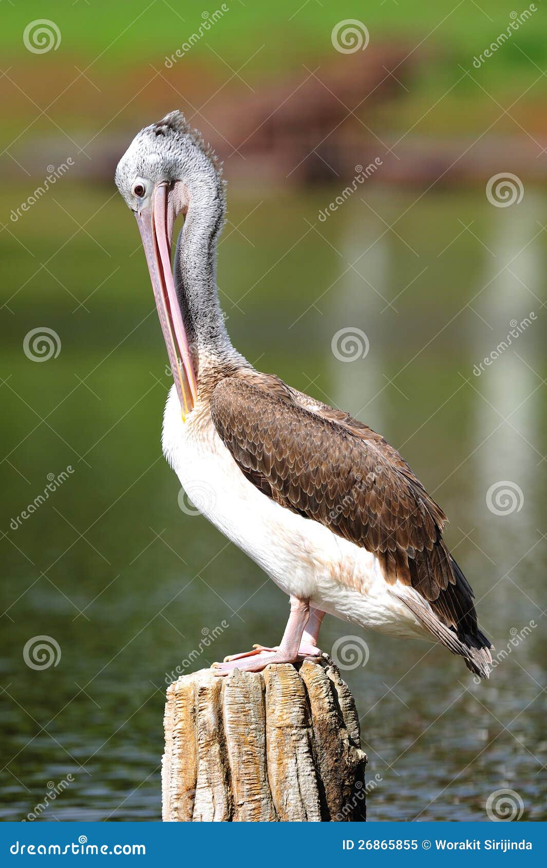 Vlek-gefactureerde Pelikaan Stock Afbeelding - Image of gefactureerd ...