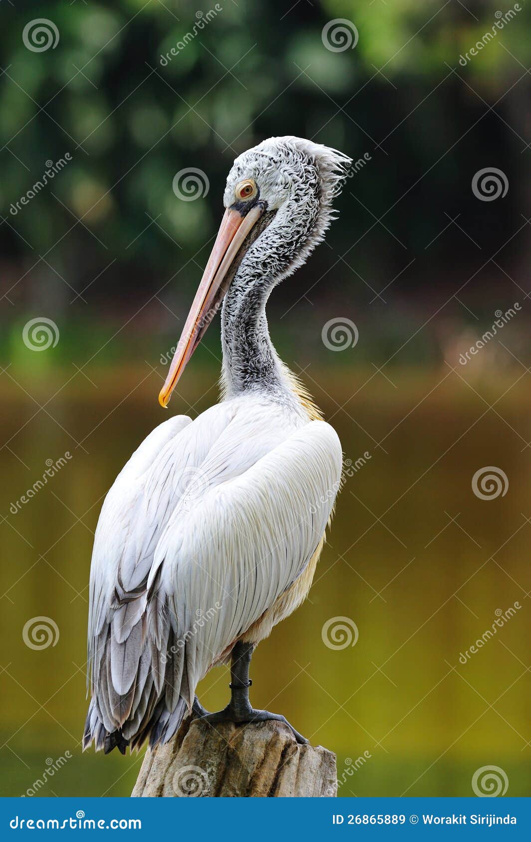 Vlek-gefactureerde Pelikaan Stock Afbeelding - Image of lente, visserij ...