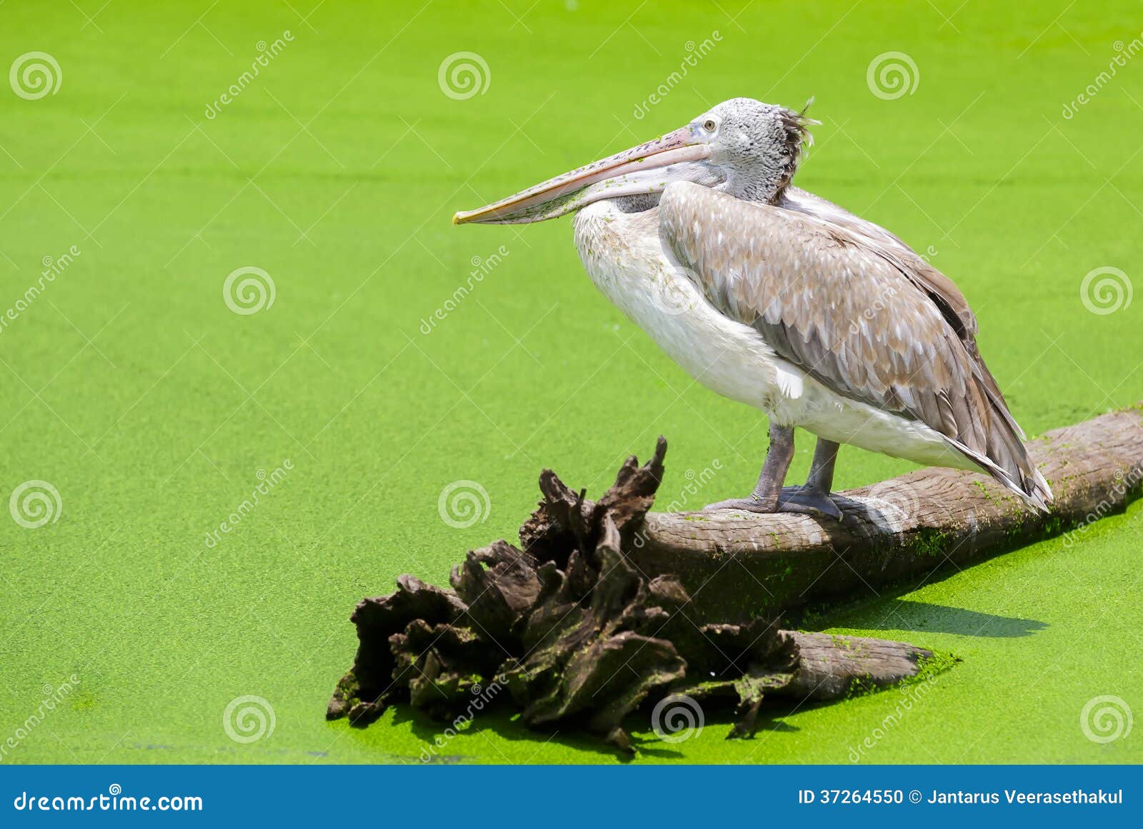 Vlek Gefactureerde Pelikaan Stock Foto - Image of gefactureerd, vlek ...