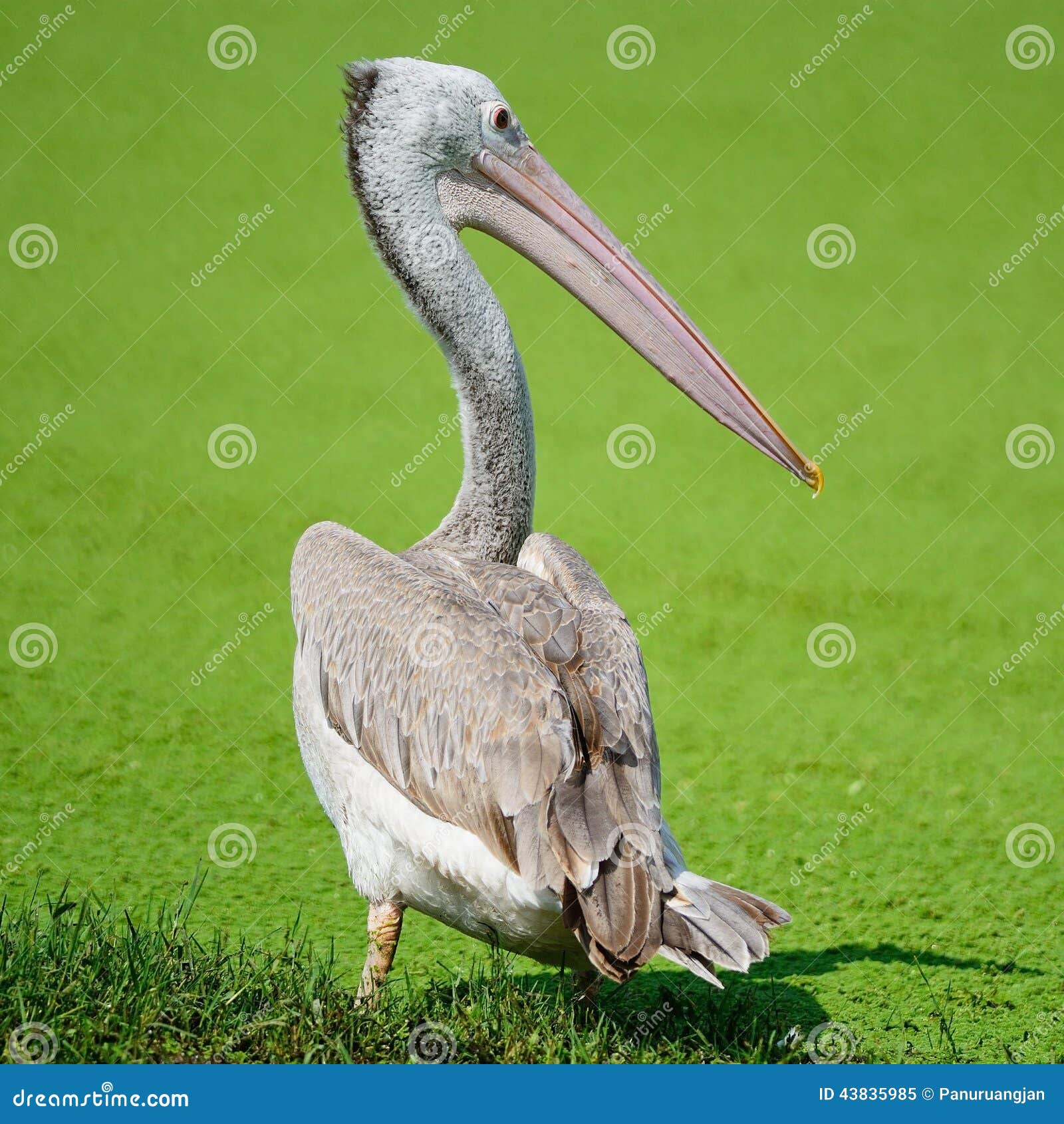 Vlek-gefactureerde Pelikaan Stock Afbeelding - Image of wild ...