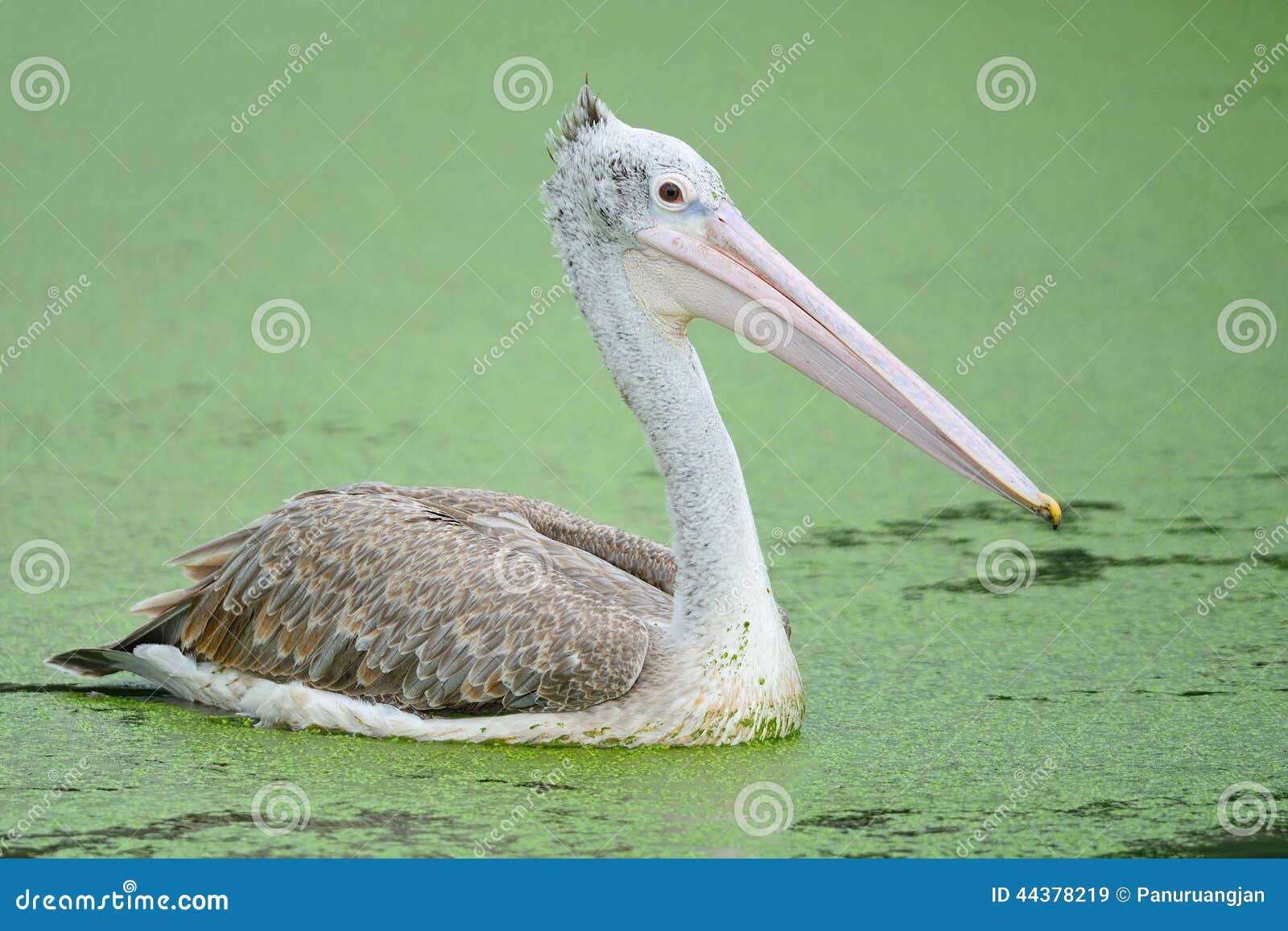 Vlek-gefactureerde Pelikaan Stock Afbeelding - Image of water ...