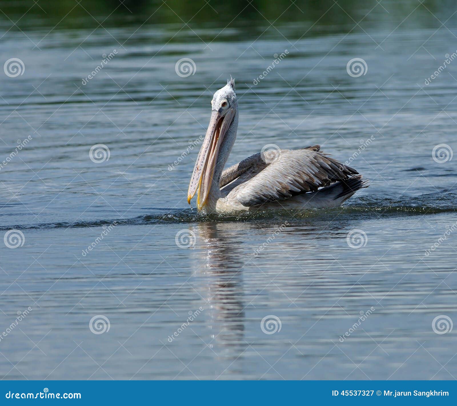 Vlek-gefactureerde Pelikaan Stock Afbeelding - Image of nave, grijs ...