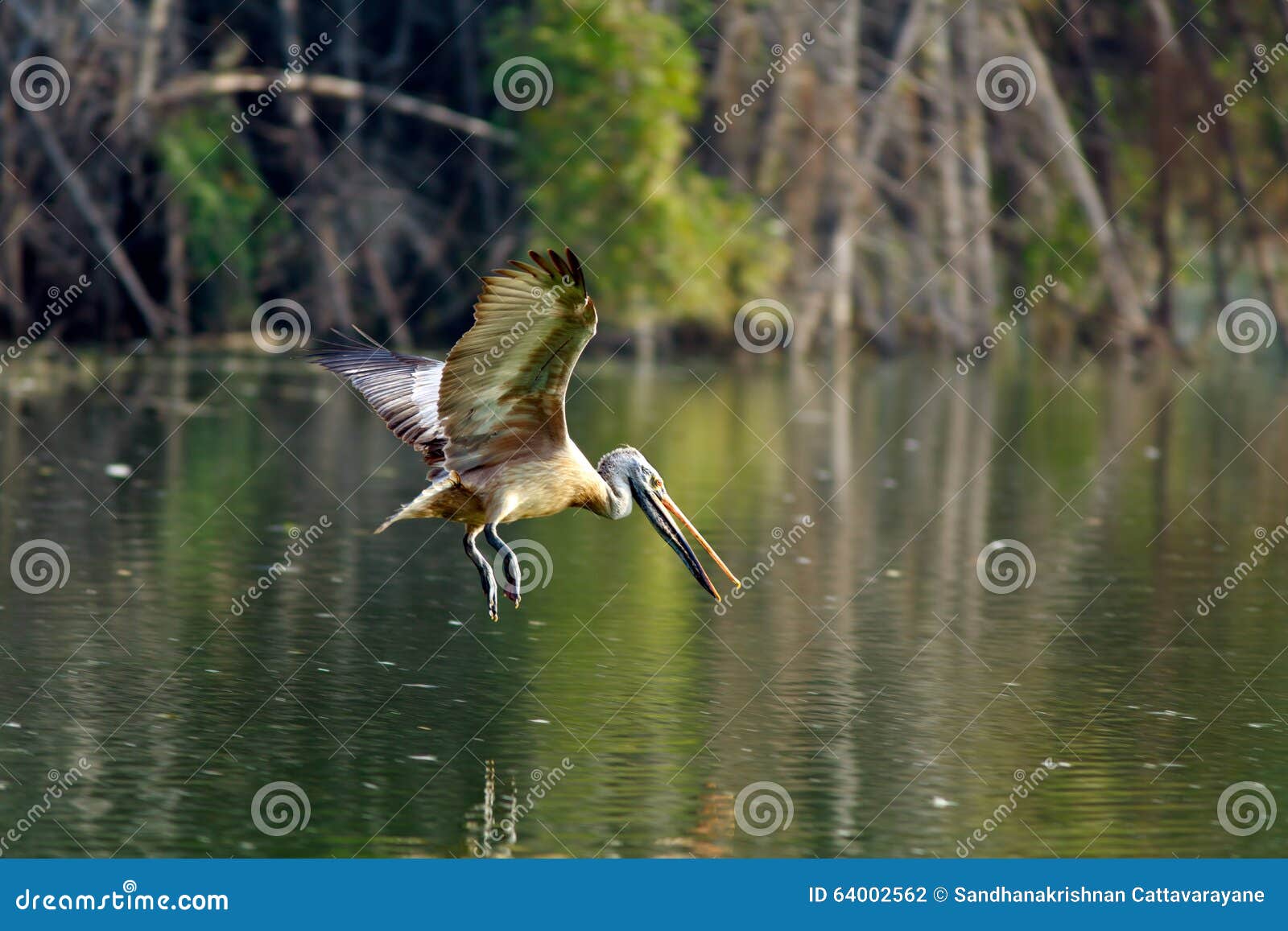 Vlek Gefactureerde Pelikaan Stock Foto - Image of creatief, vogels ...