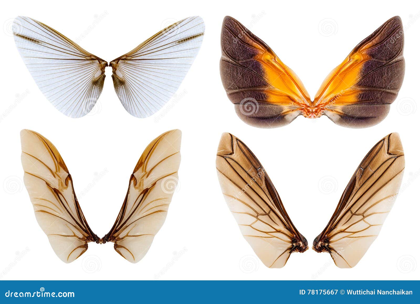 Vleugels Van Insect Op Witte Achtergrond Stock Afbeelding - Image of ...
