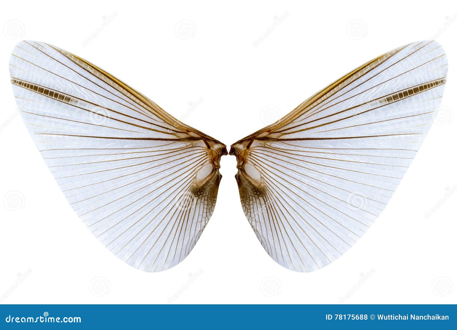 Vleugels Van Insect Op Witte Achtergrond Stock Foto - Image of veenmol ...