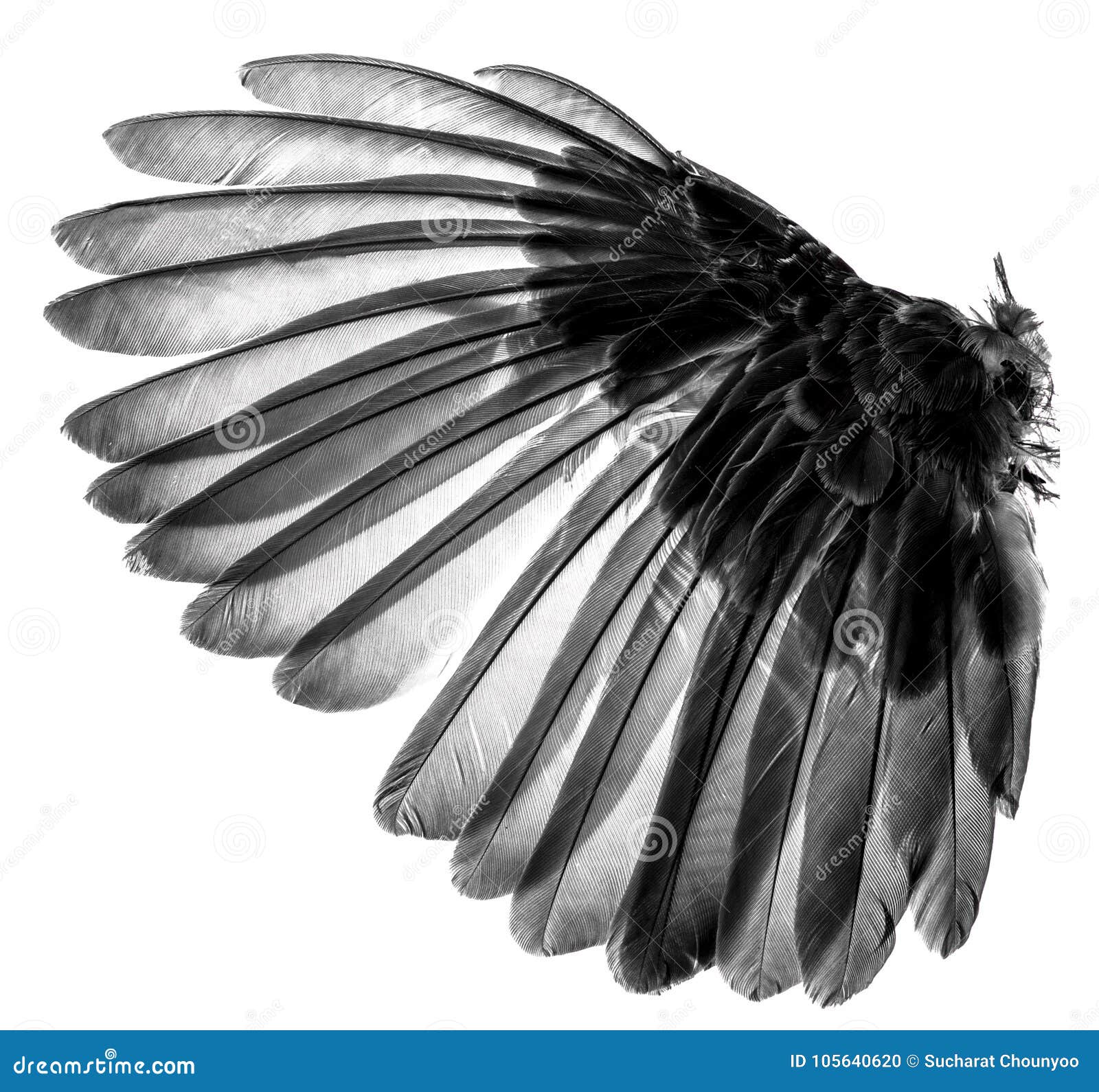 Vleugels Van Vogels Op Witte Achtergrond Stock Foto - Image of element ...
