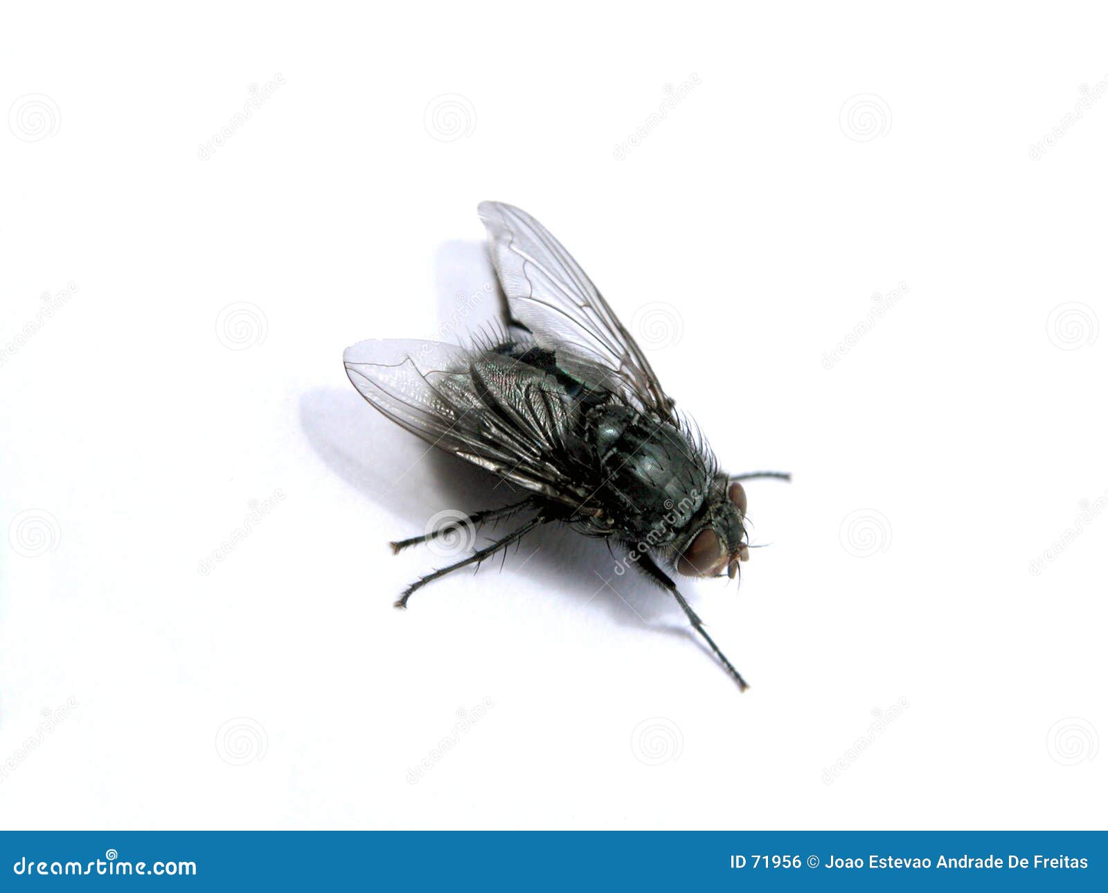 Vlieg 1 stock foto. Image of vlieg, sluit, vliegen, nave - 71956