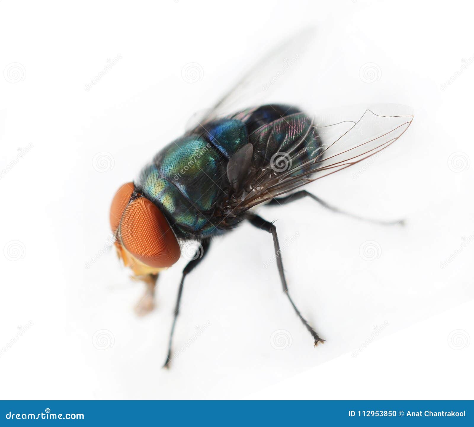 Vlieg stock foto. Image of wild, groen, kleur, achtergrond - 112953850