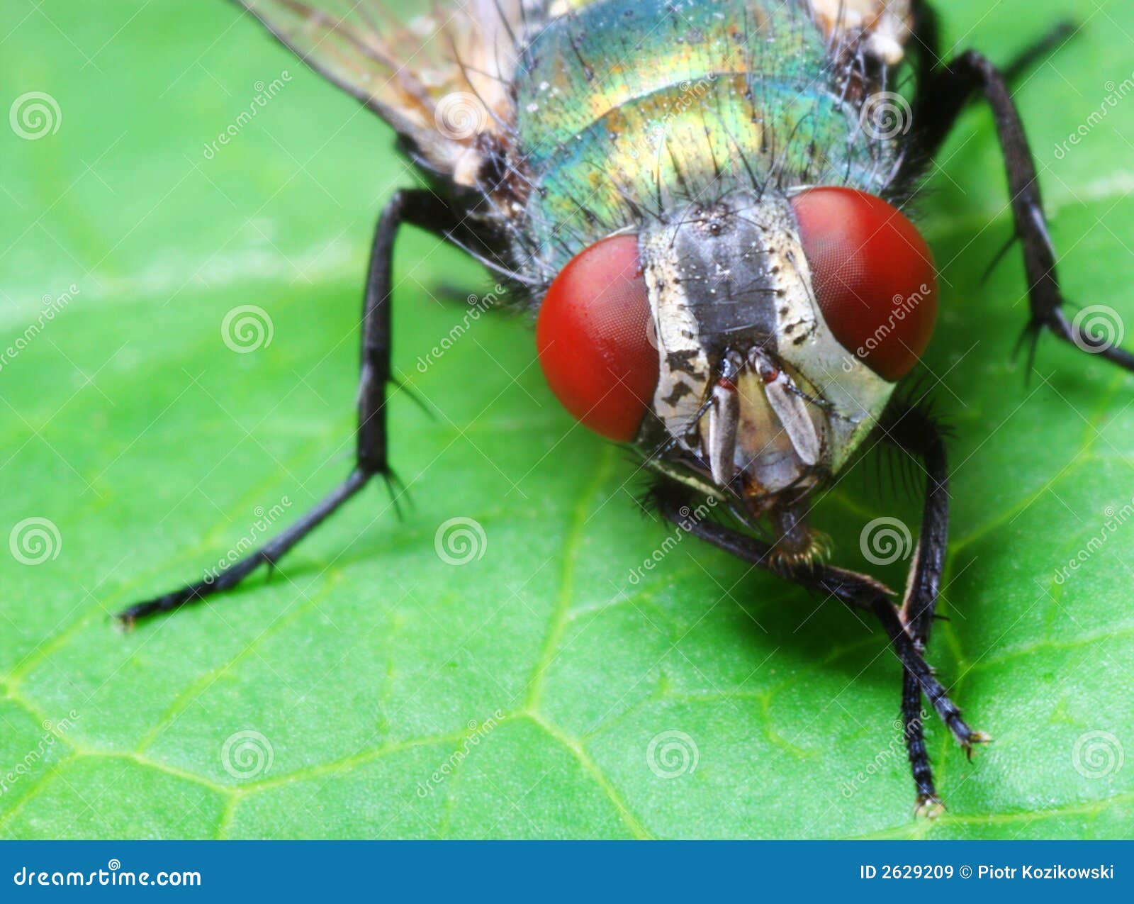 Vlieg stock afbeelding. Image of ziekte, nevel, achtergrond - 2629209