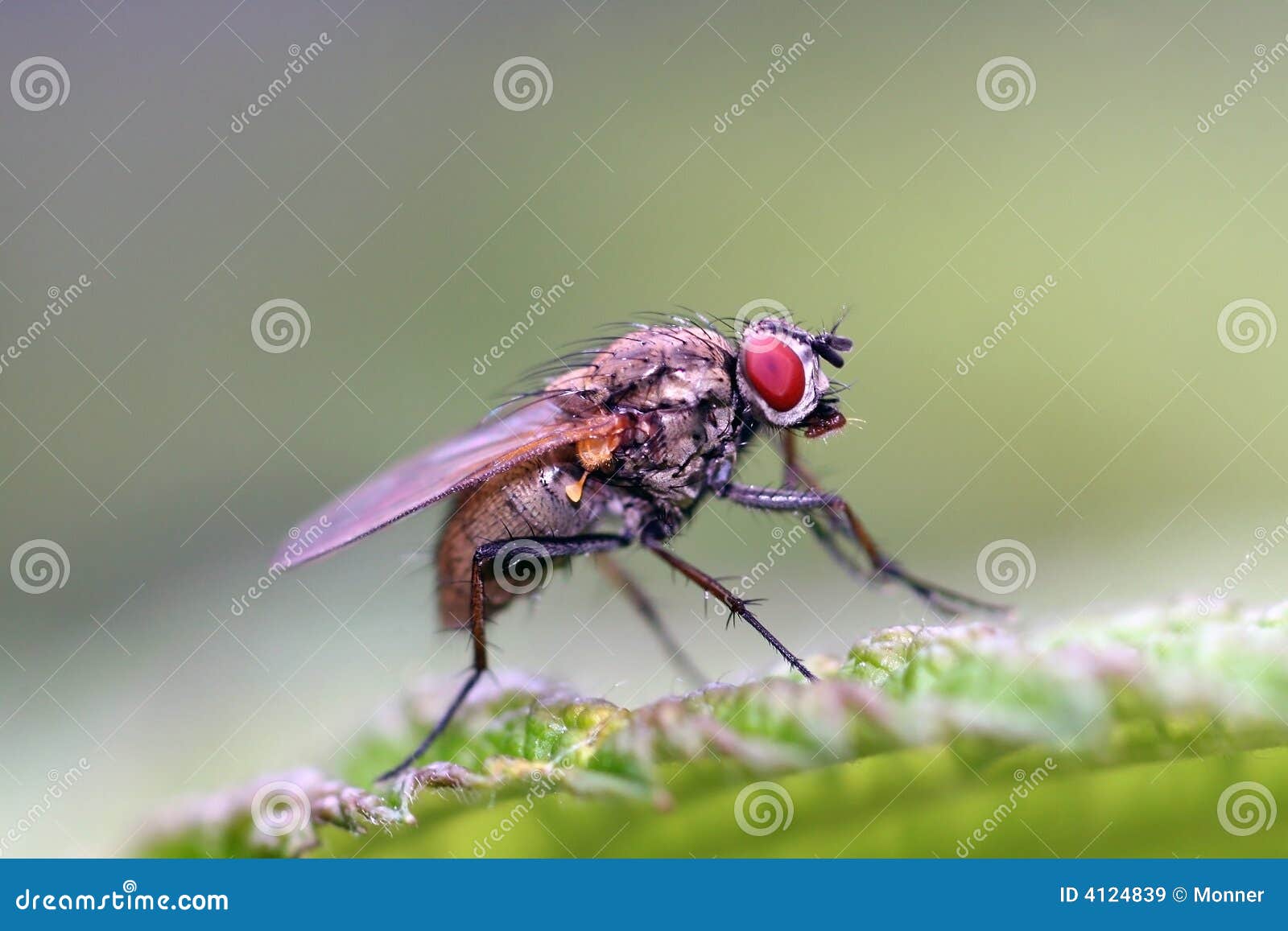 Vlieg stock afbeelding. Image of groen, weide, bladeren - 4124839