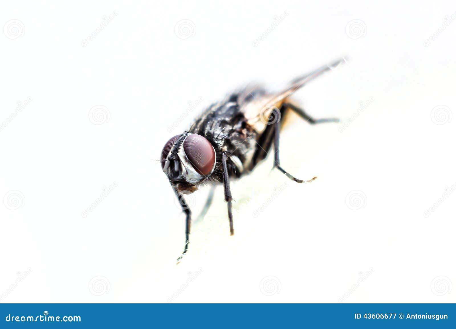 Vlieg stock afbeelding. Image of insect, ogen, vlieg - 43606677