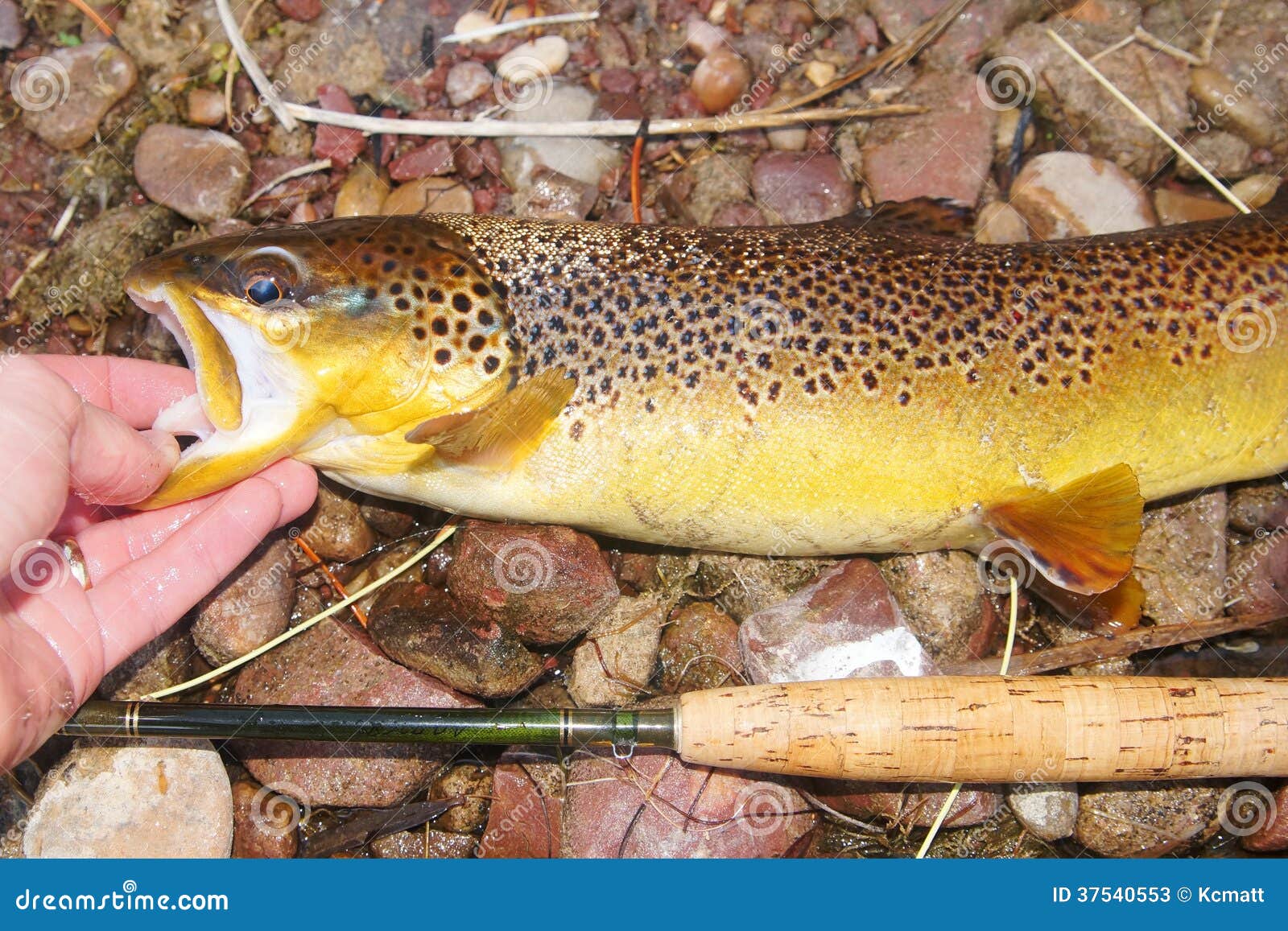 Vlieg Die - Bruine Forel Vissen Stock Afbeelding - Image of montana ...