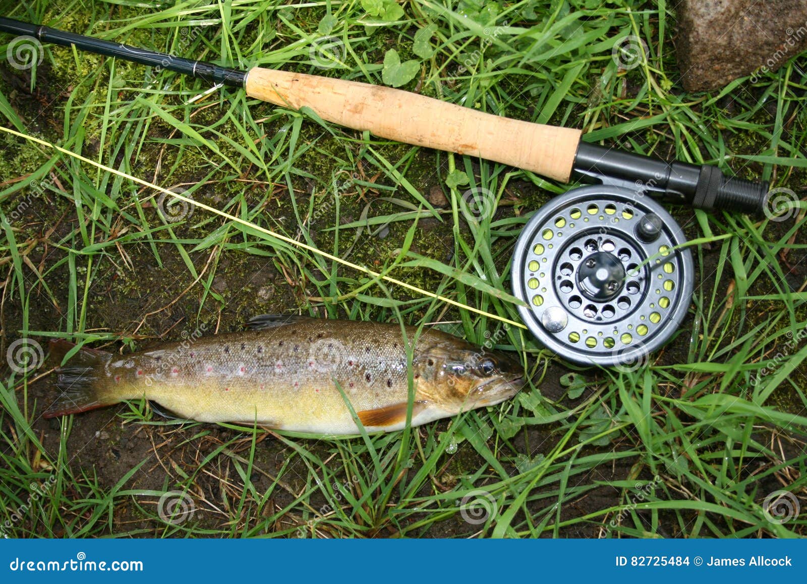 Vlieg Die Bruine Forel Vissen Stock Foto - Image of lijn, staaf: 82725484