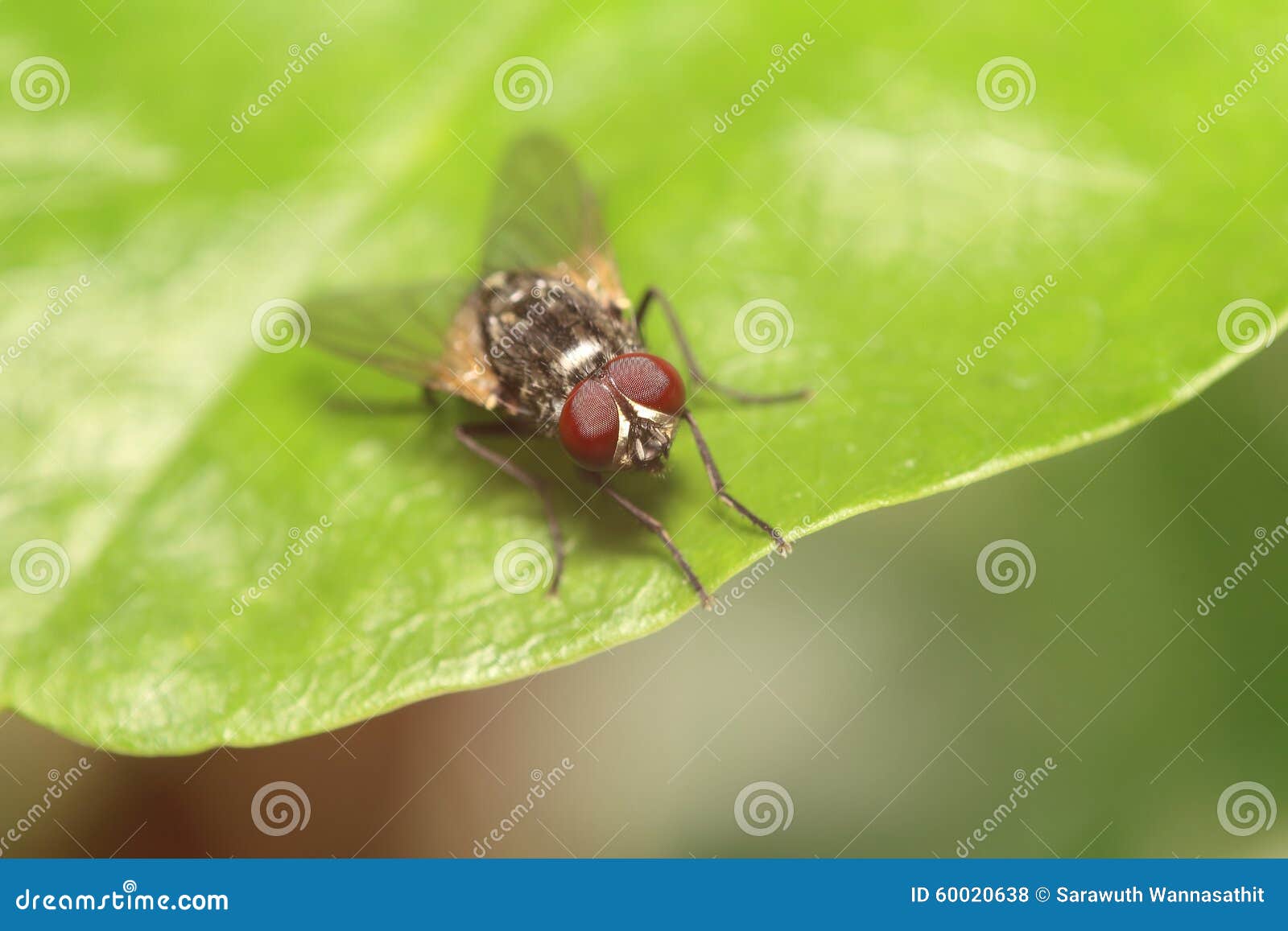 Vlieg klein insect stock foto. Image of ongedierte, geïsoleerd - 60020638