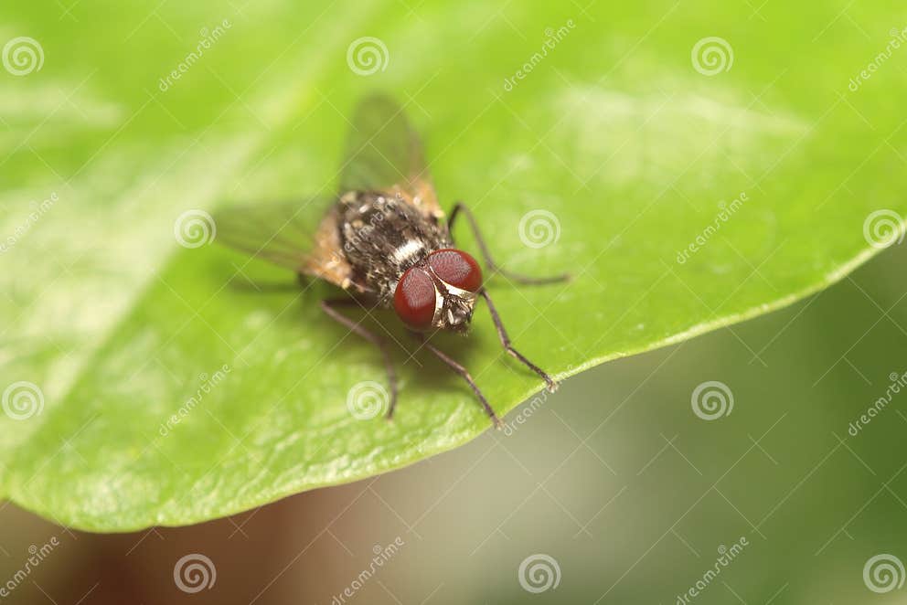 Vlieg klein insect stock foto. Image of ongedierte, geïsoleerd - 60020638