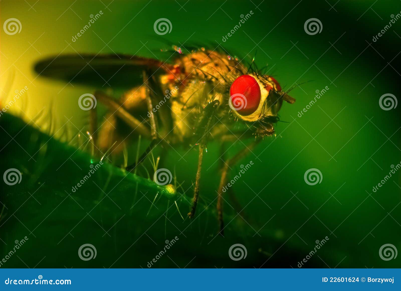 Vlieg met rode ogen stock foto. Image of macro, vleugel - 22601624