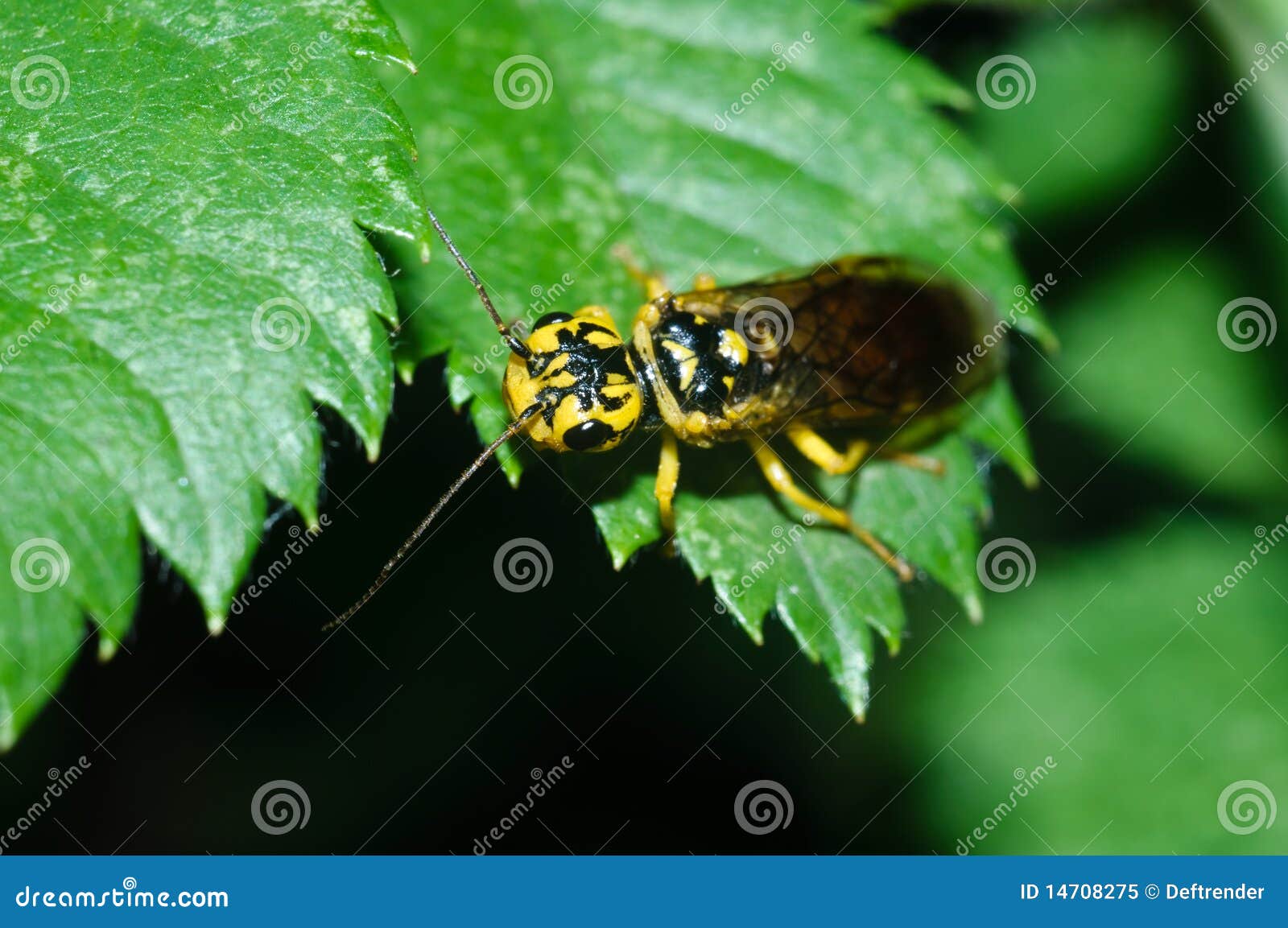 Vliegend insect stock afbeelding. Image of blad, zwart - 14708275