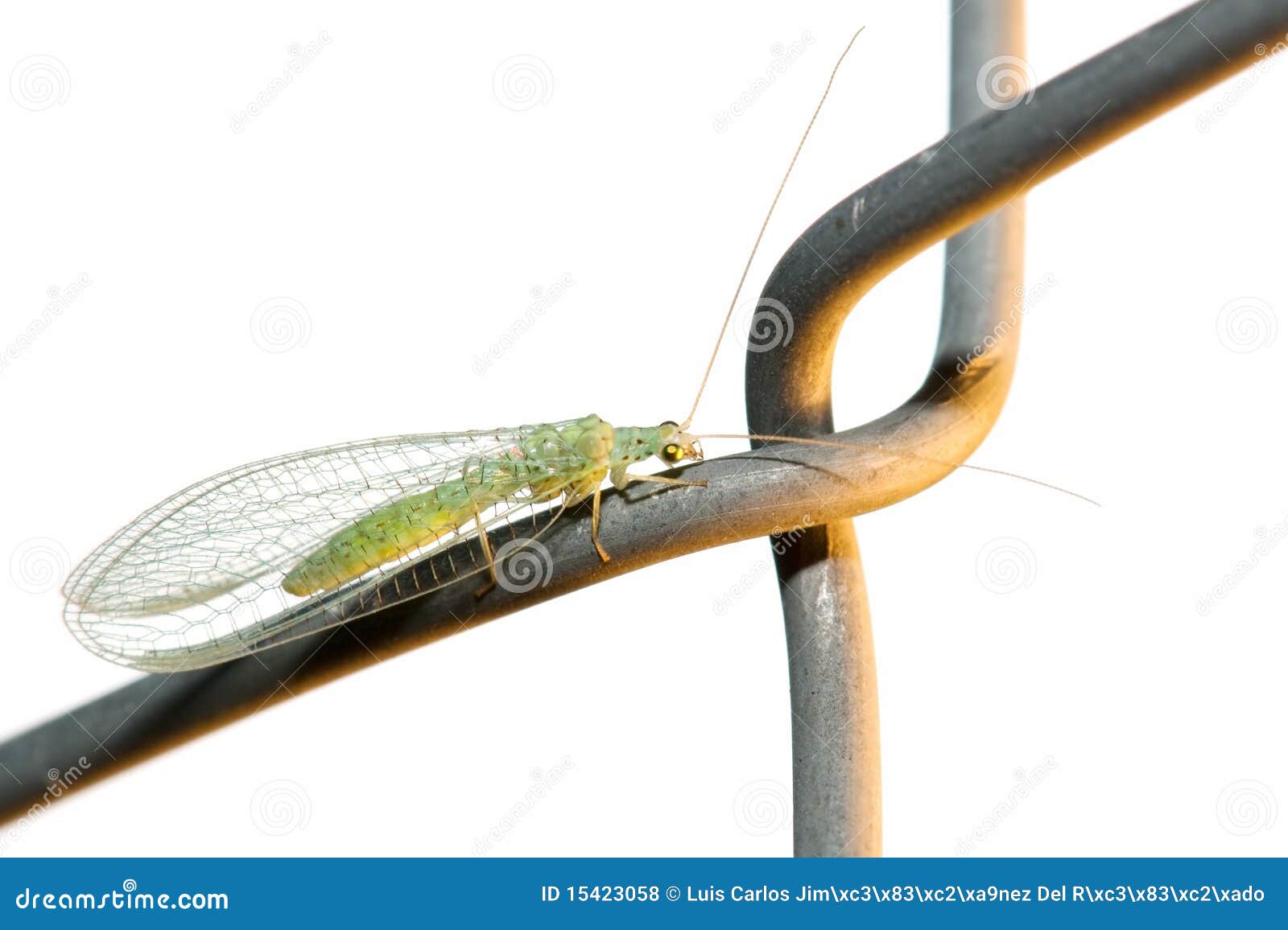 Vliegend insect stock foto. Image of vlieg, flying, insect - 15423058