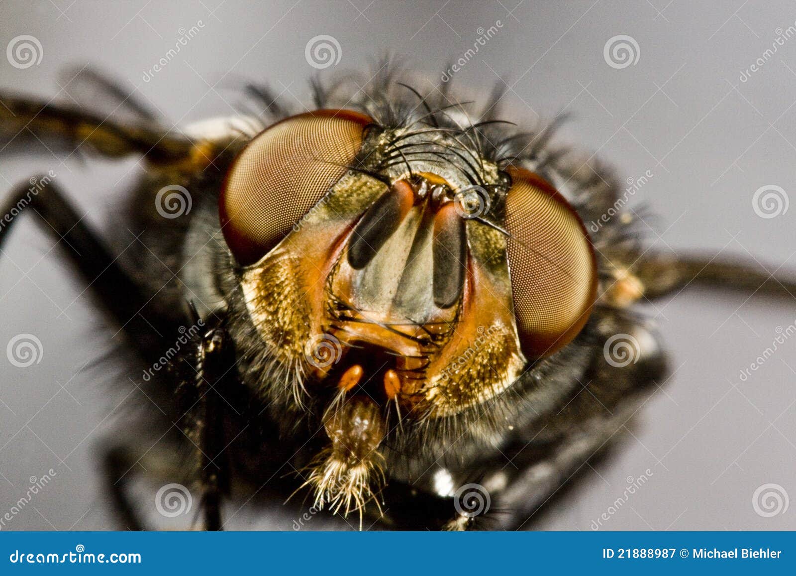 Vliegende daas stock afbeelding. Image of dier, samenstelling - 21888987