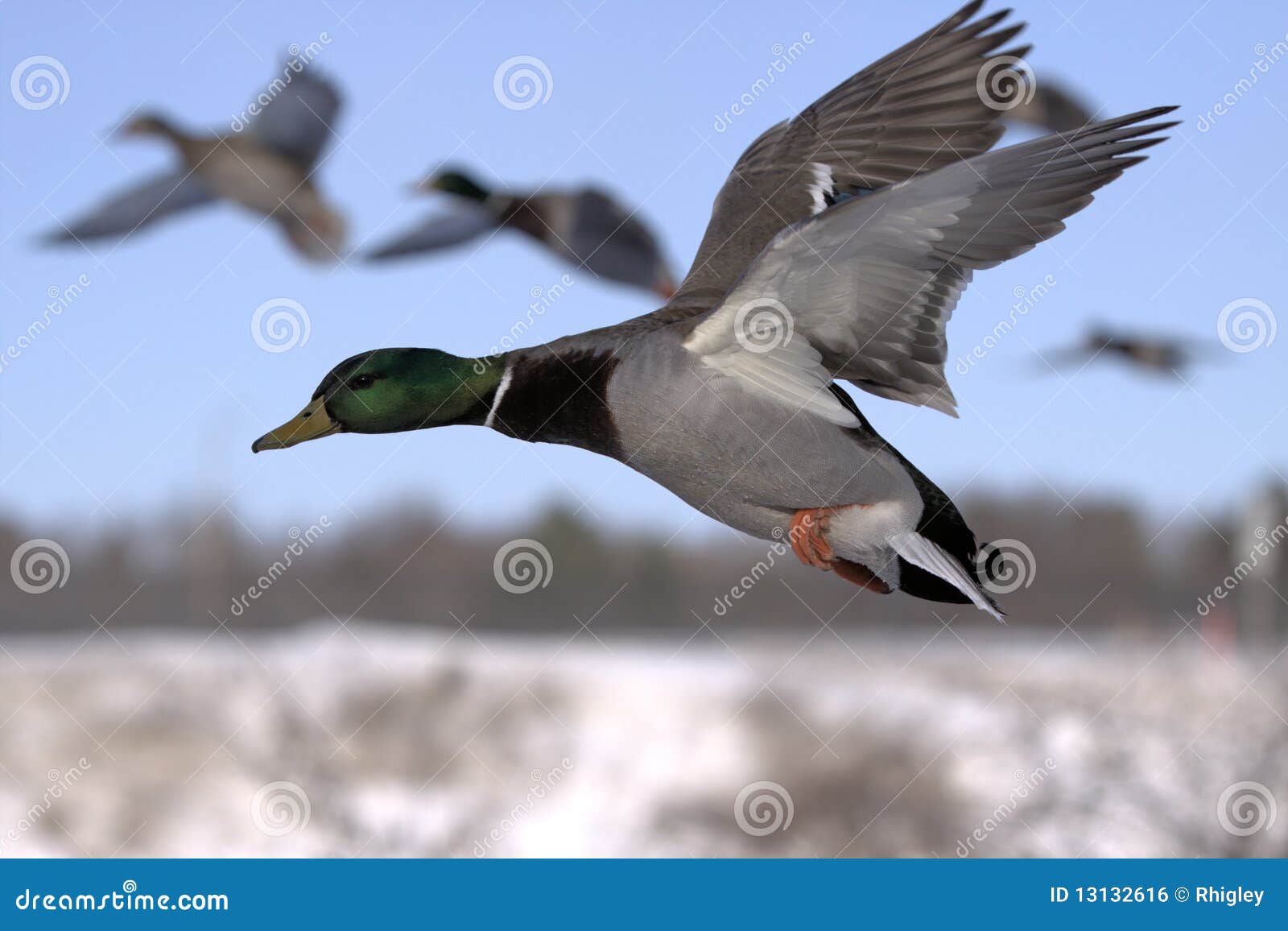 Vliegende eend stock foto. Image of mallard, veer, vliegen - 13132616