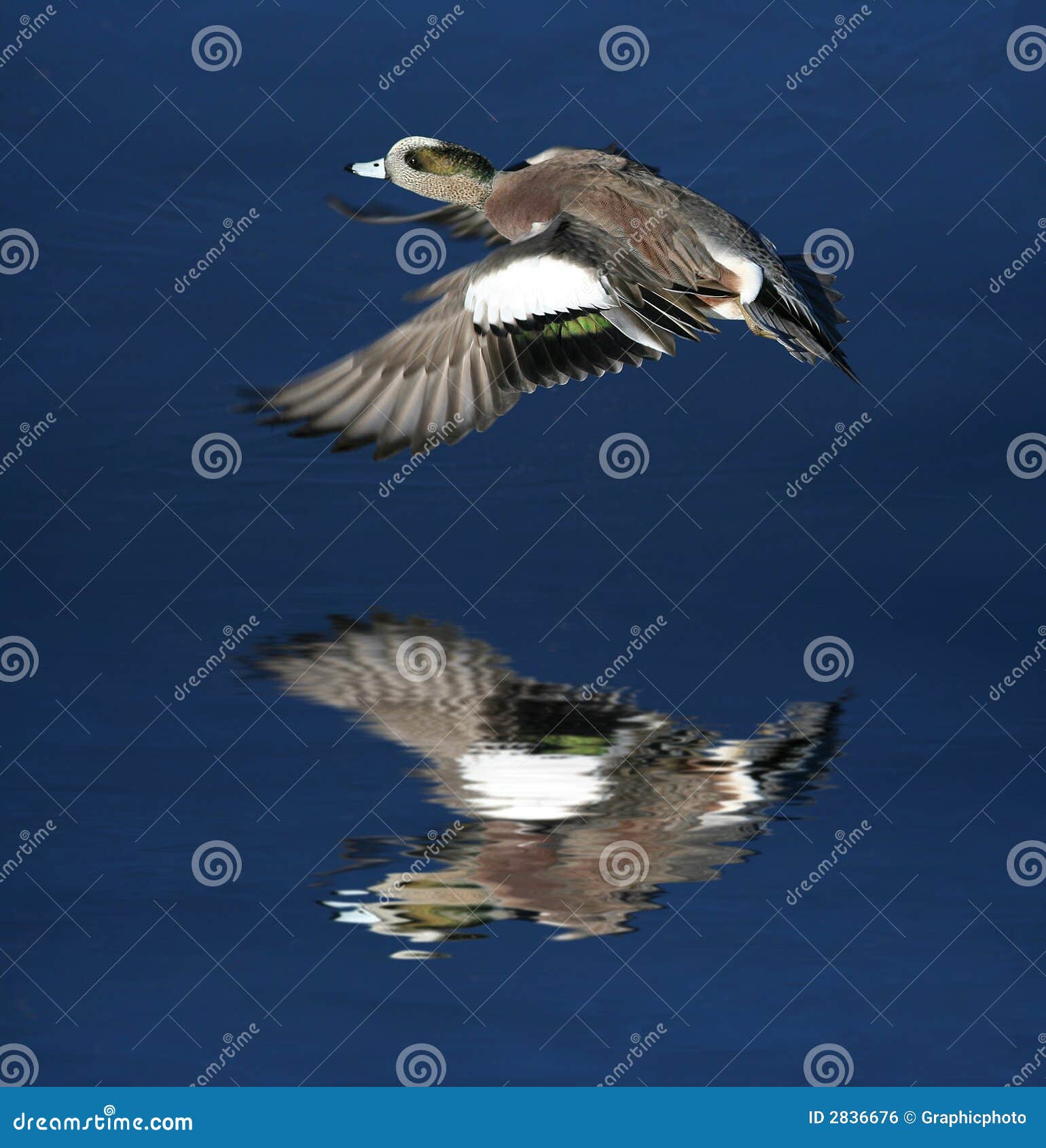 Vliegende eend stock foto. Image of jacht, eend, kwakzalvers - 2836676