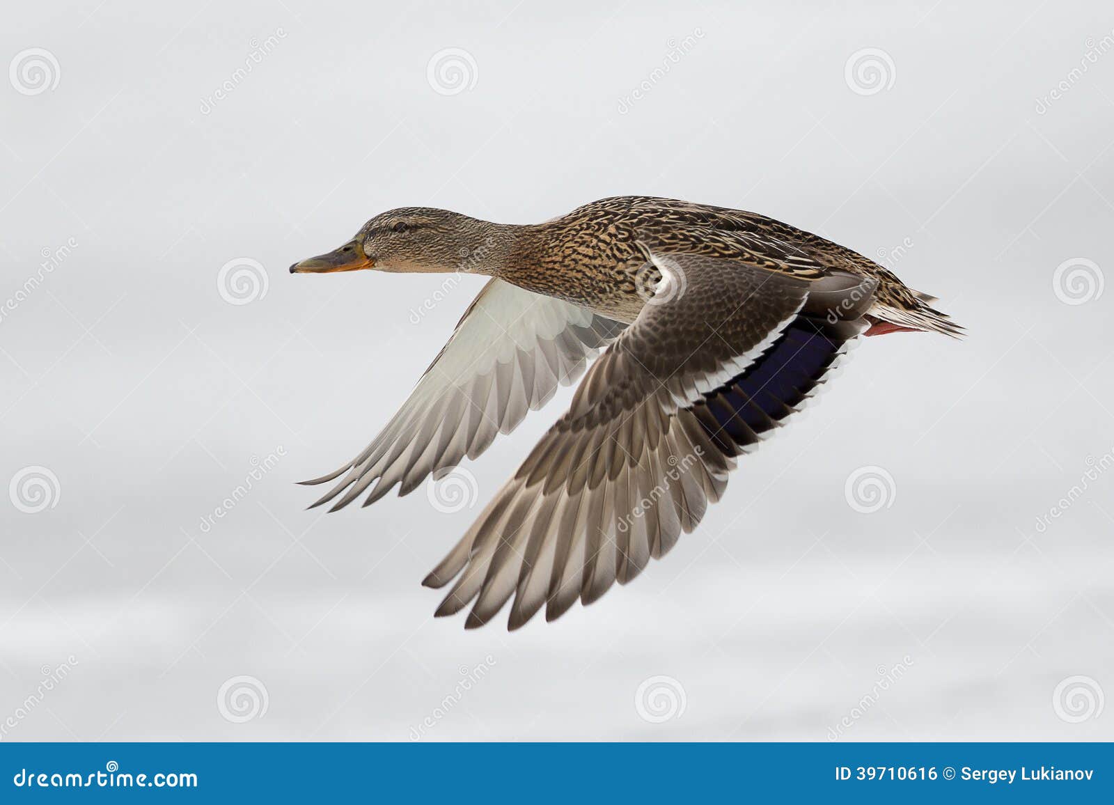 Vliegende eend stock foto. Image of vogel, wijfje, vliegen - 39710616