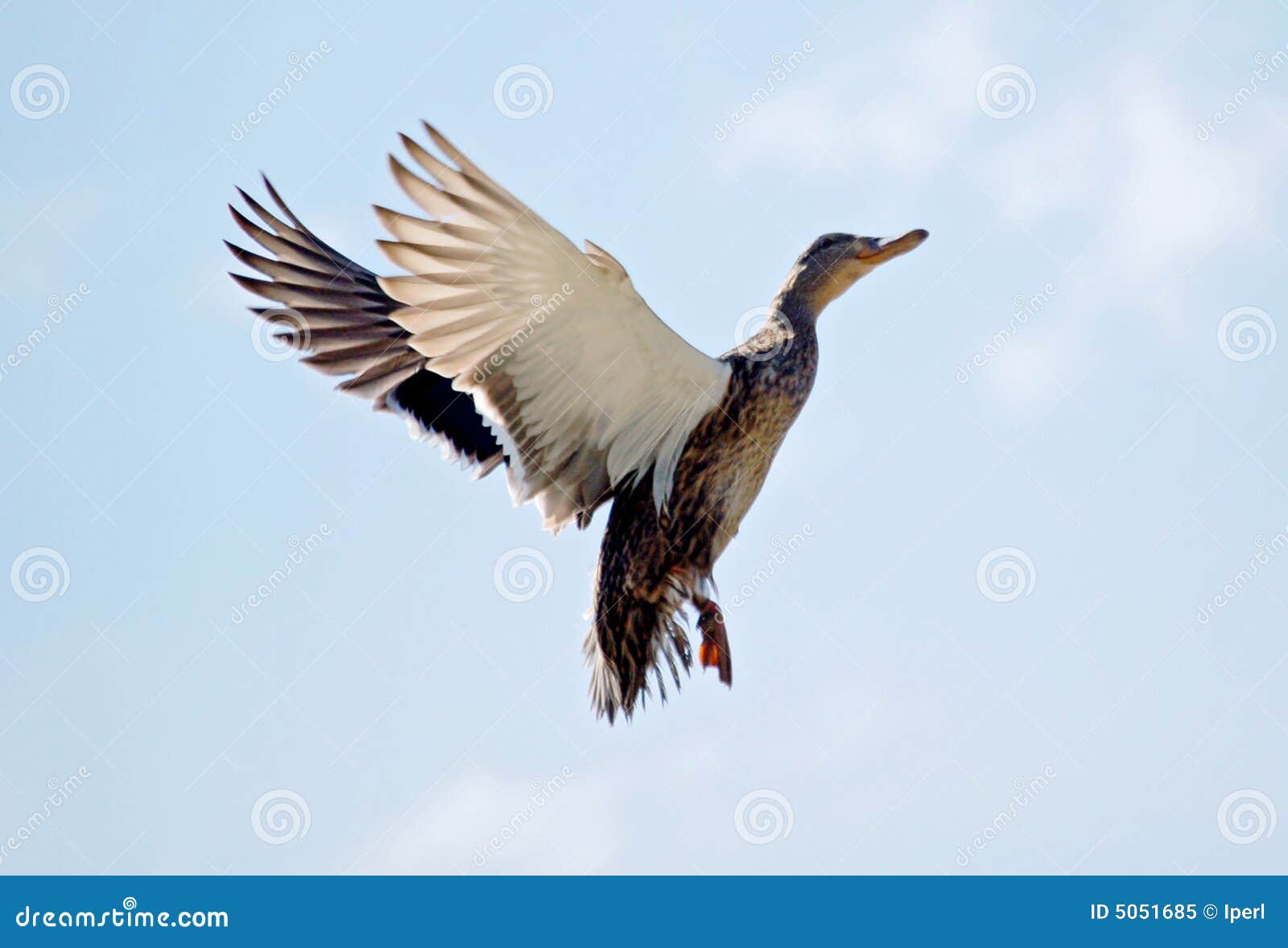 Vliegende eend stock afbeelding. Image of blauw, eend - 5051685