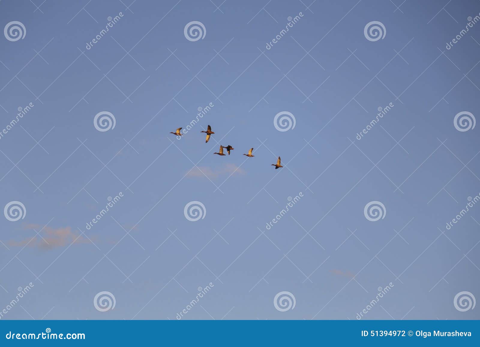 Vliegende eend stock foto. Image of eend, hemel, vliegen - 51394972