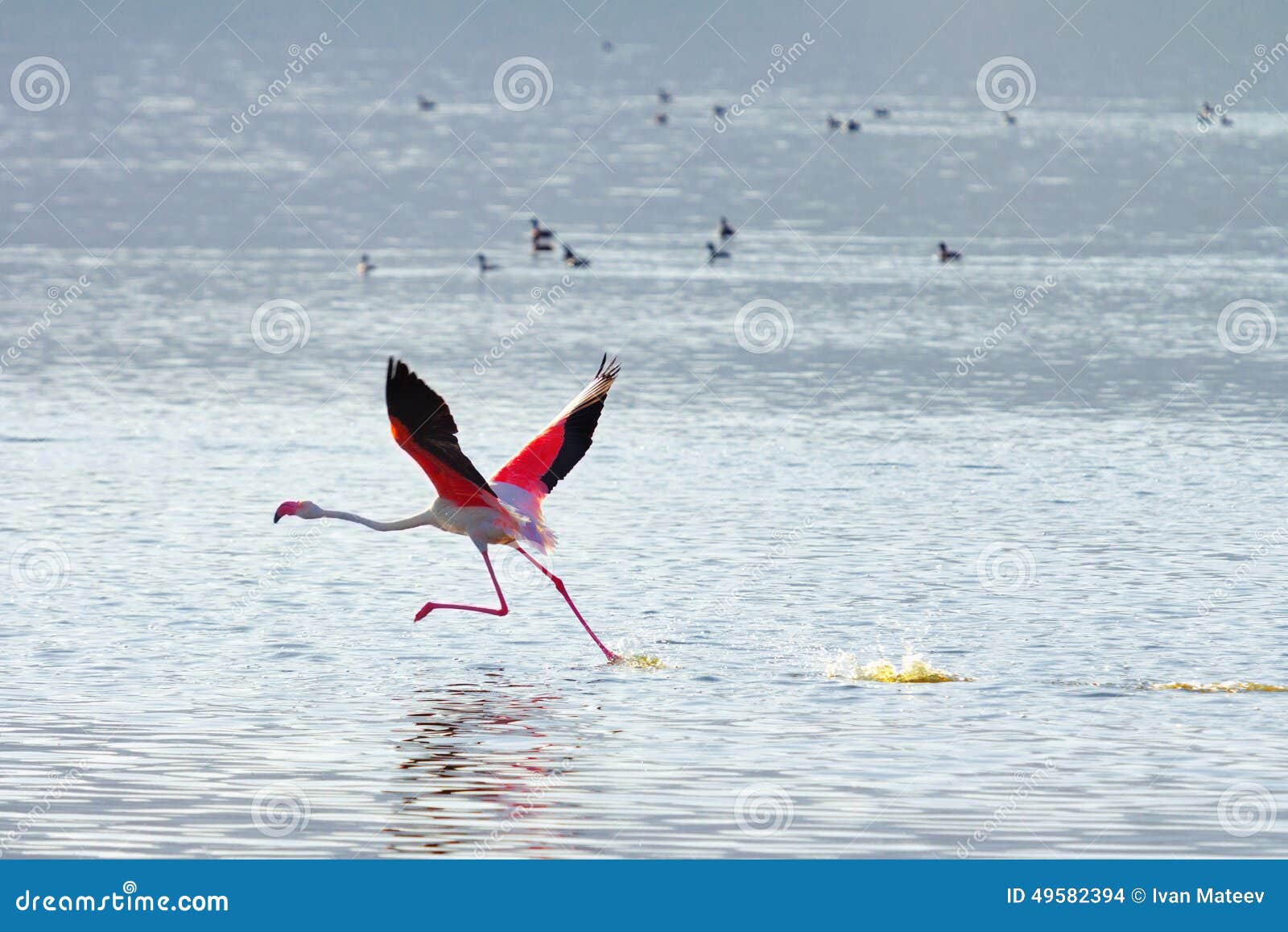 Vliegende flamingo stock foto. Image of enkelvoudig, sluit - 49582394