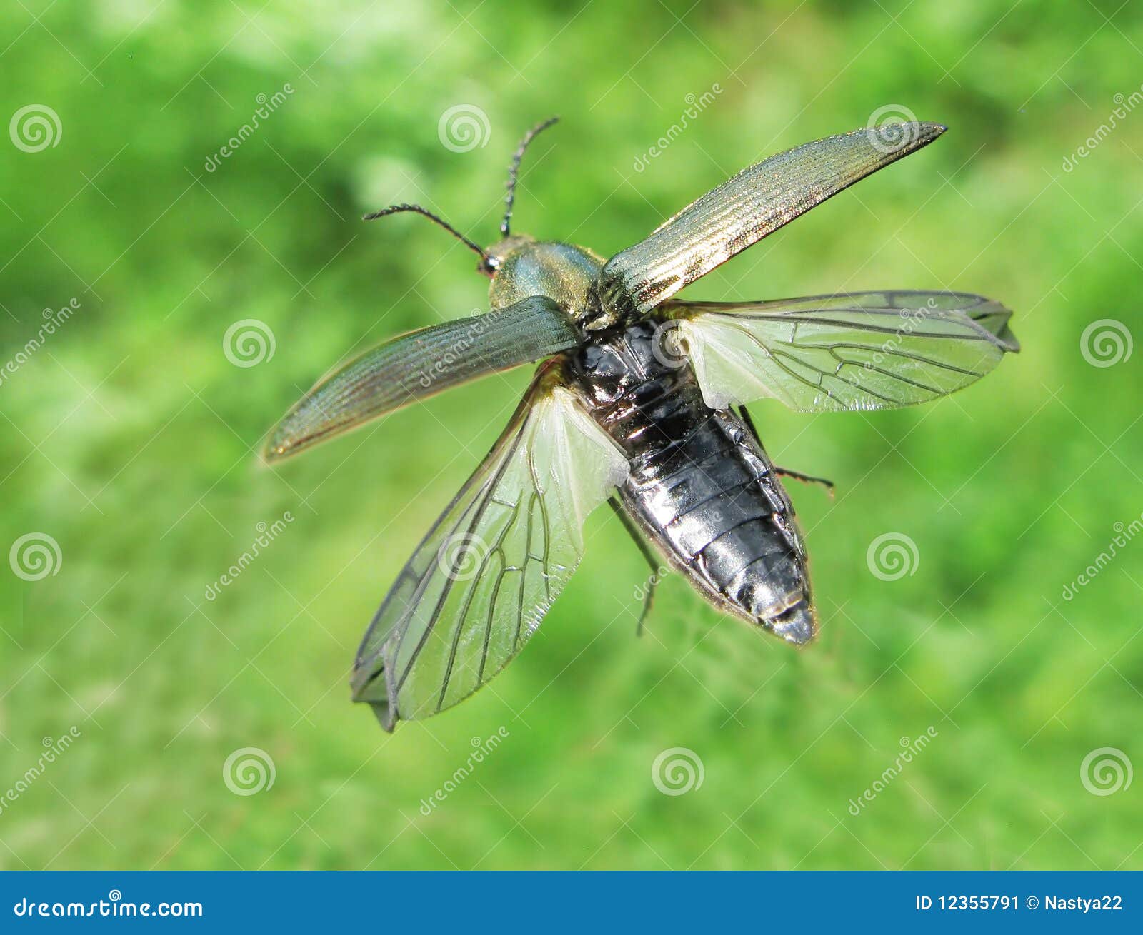 Vliegende groene kever stock afbeelding. Image of wild - 12355791