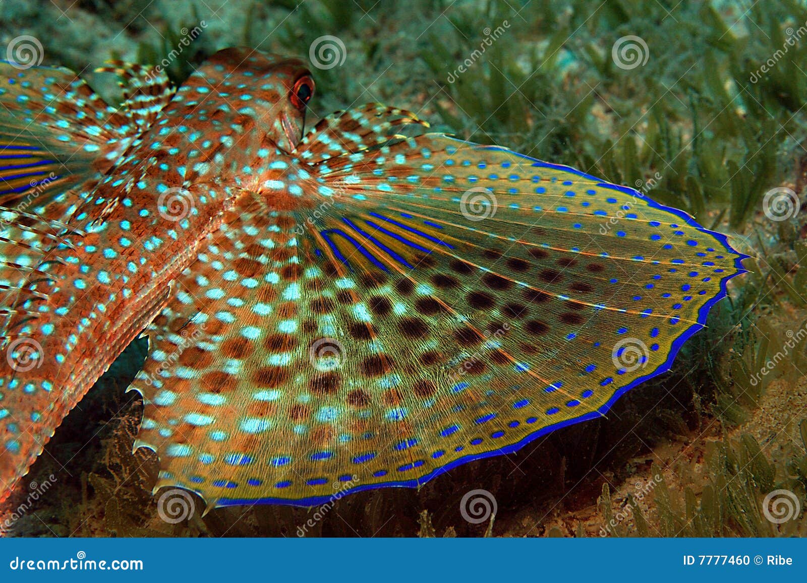 Vliegende Gurnard Vissen stock foto. Image of kleurrijk - 7777460