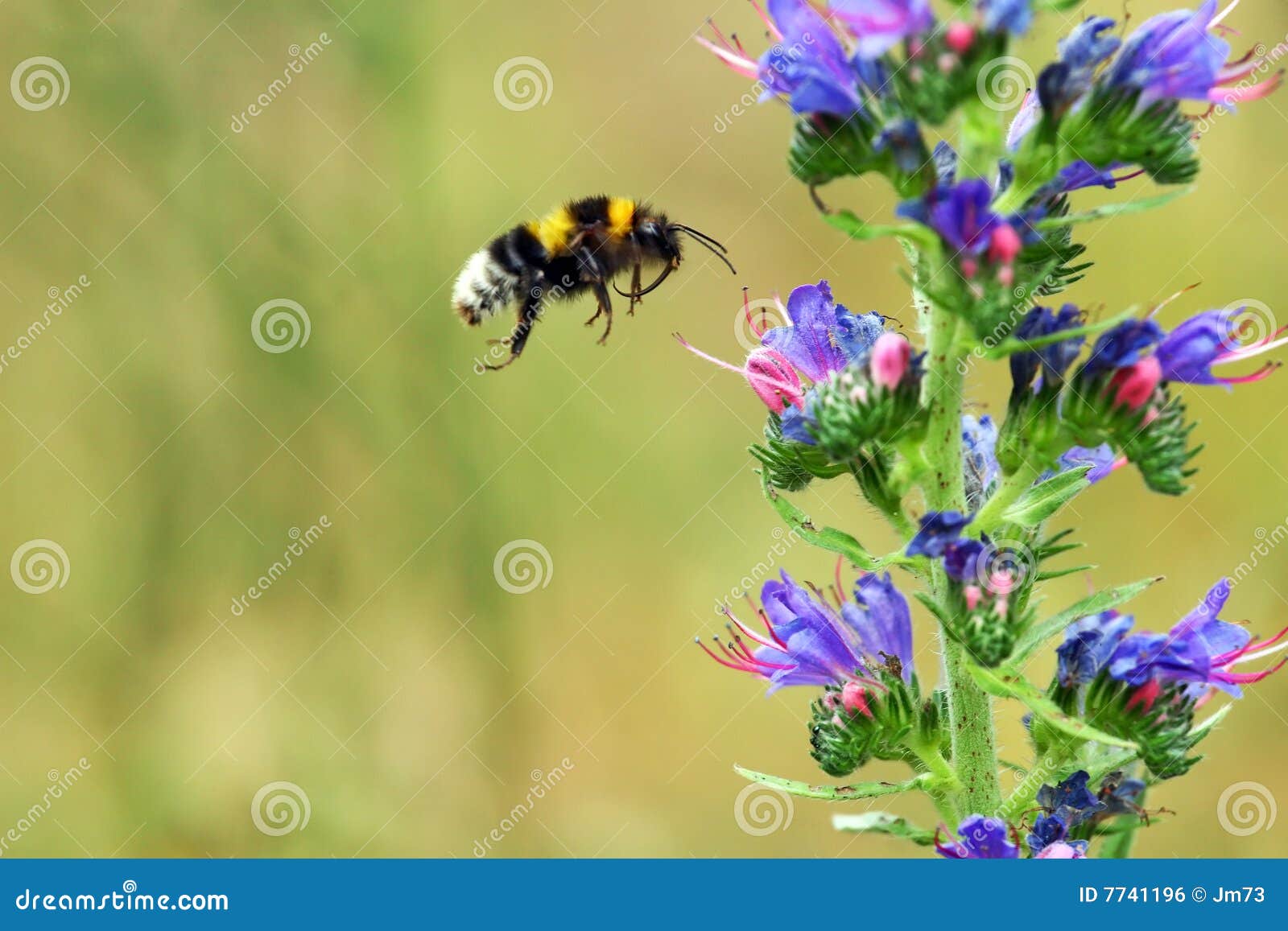 Vliegende hommel stock foto. Image of hommel, zomer, bloesem - 7741196