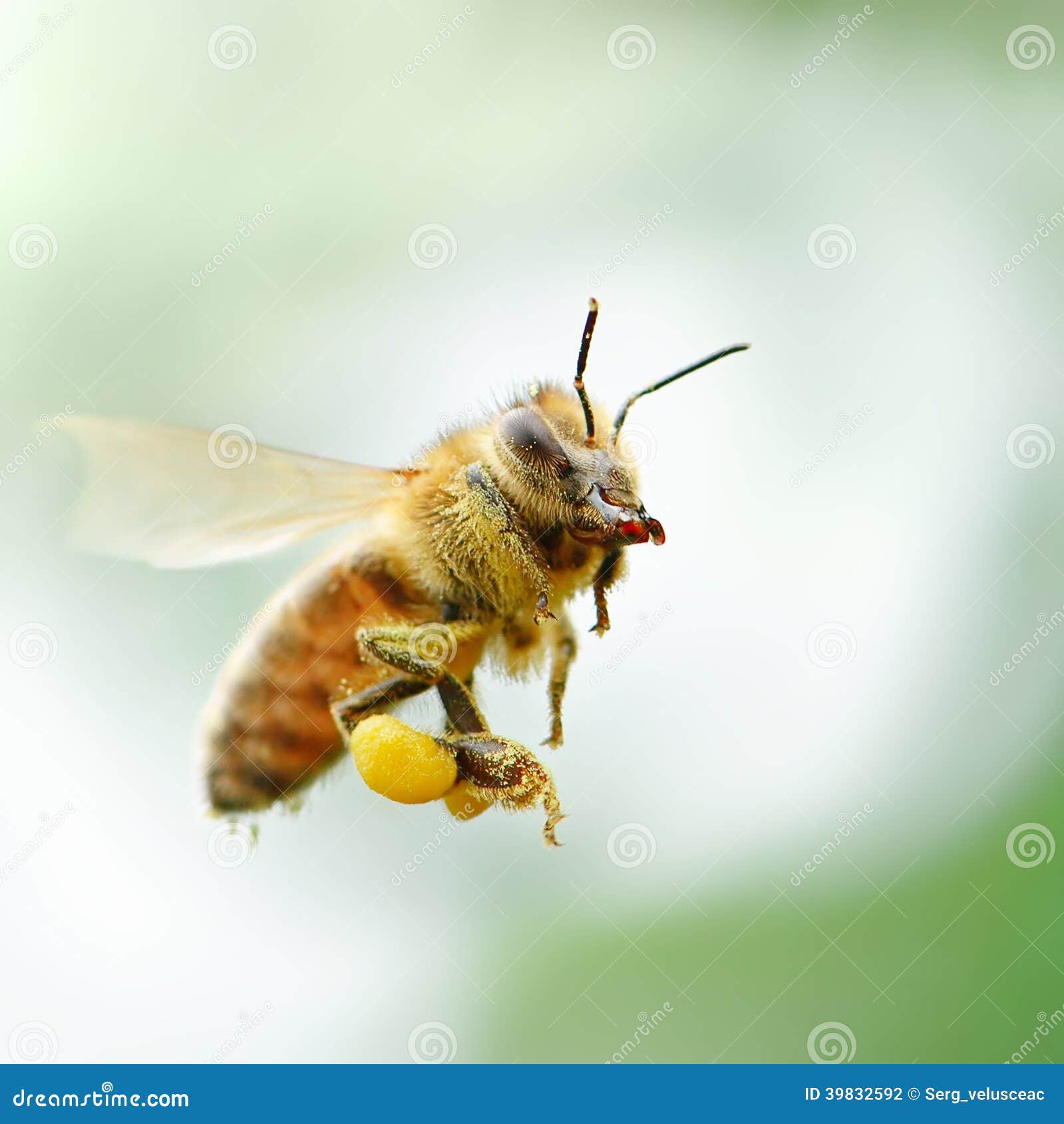 Vliegende honingbij stock foto. Image of verzamel, groen - 39832592