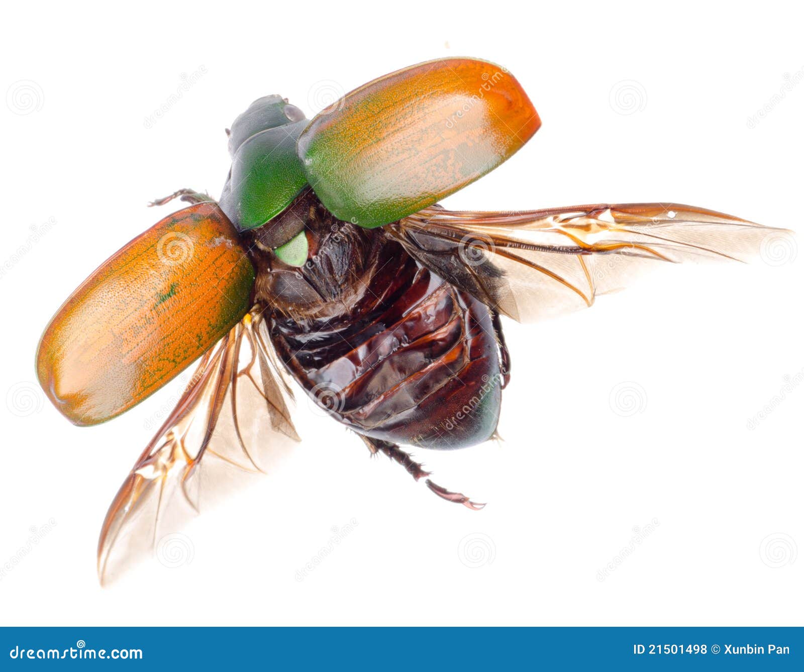 Vliegende insectmestkever stock foto. Image of macro - 21501498