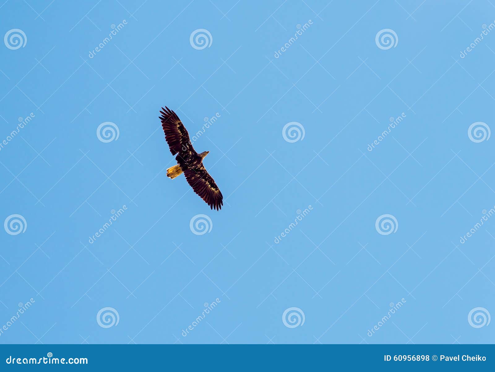 Vliegende Kale Adelaar stock foto. Image of kaal, roofdier - 60956898