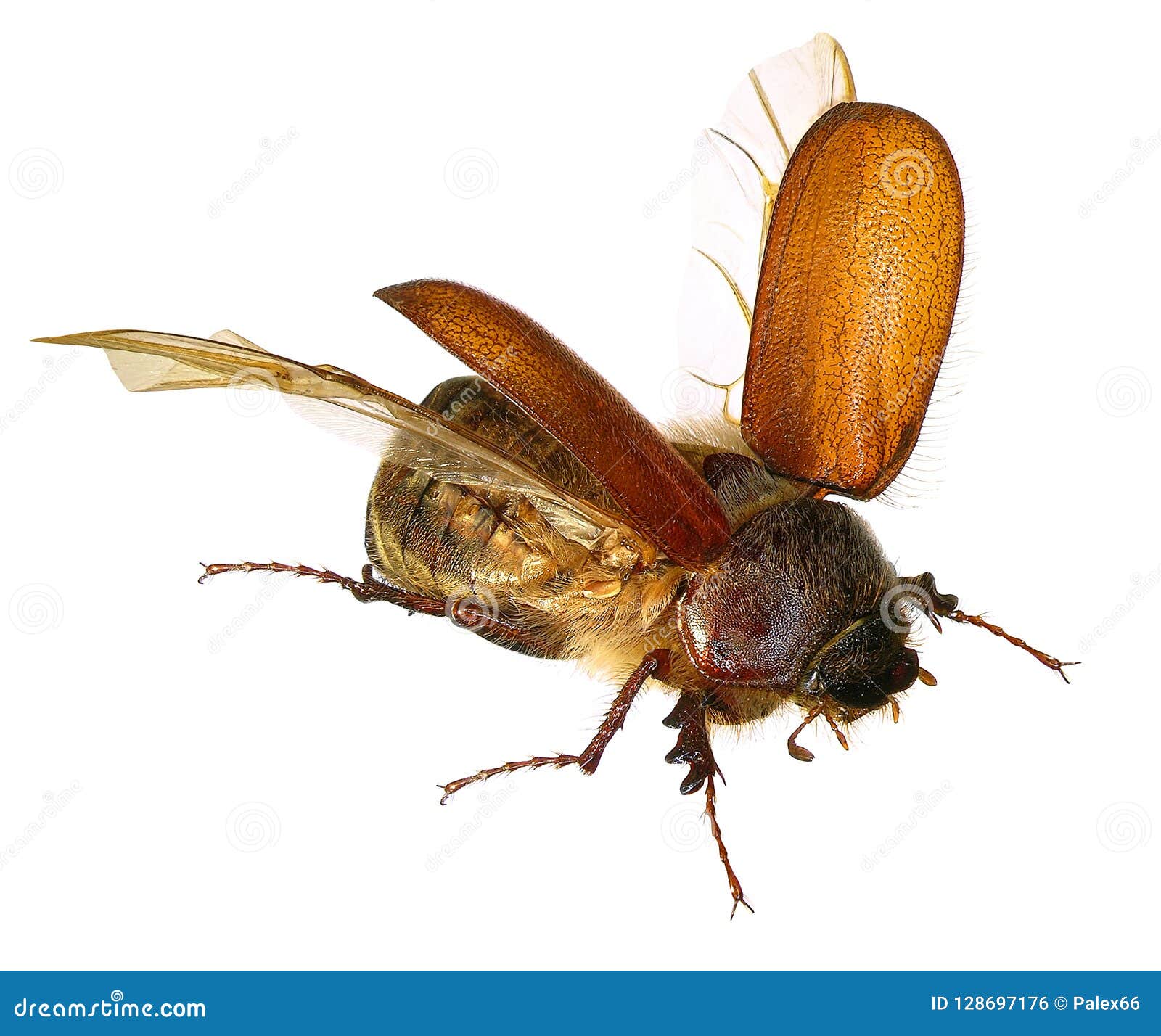 Vliegende kever stock foto. Image of nave, ongedierte - 128697176