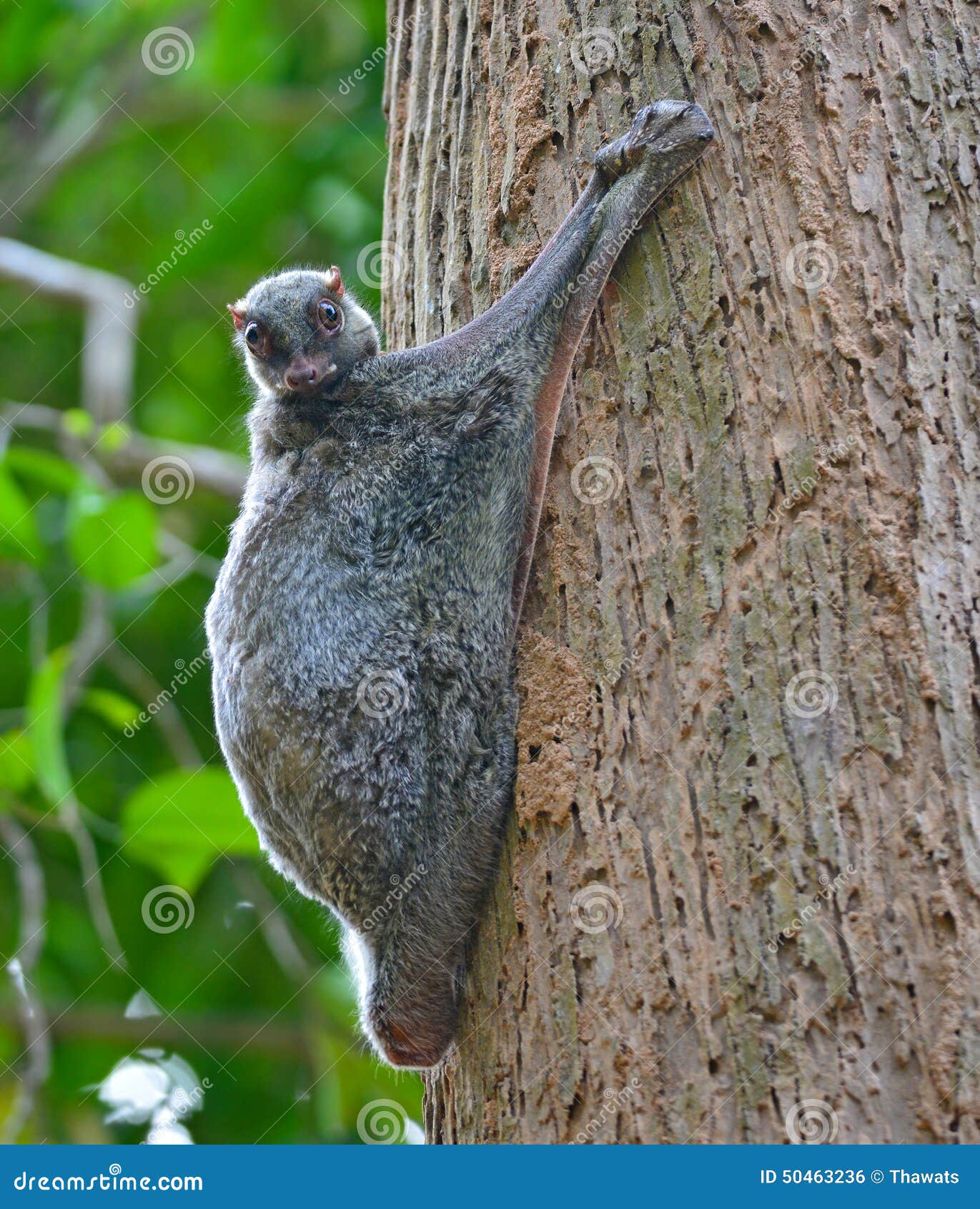 Vliegende maki stock foto. Image of maleisië, borneo - 50463236