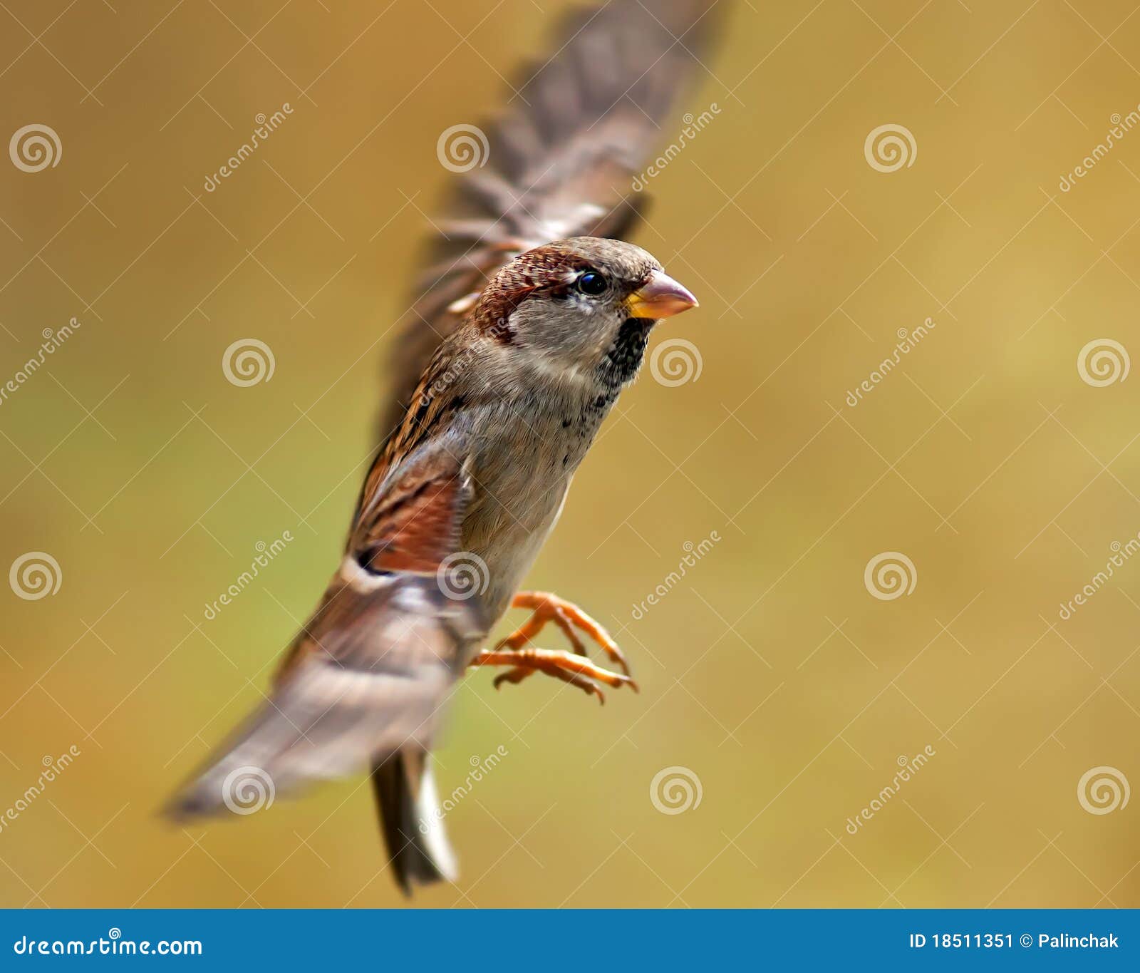 Vliegende Mus stock afbeelding. Image of wild, één, voet - 18511351